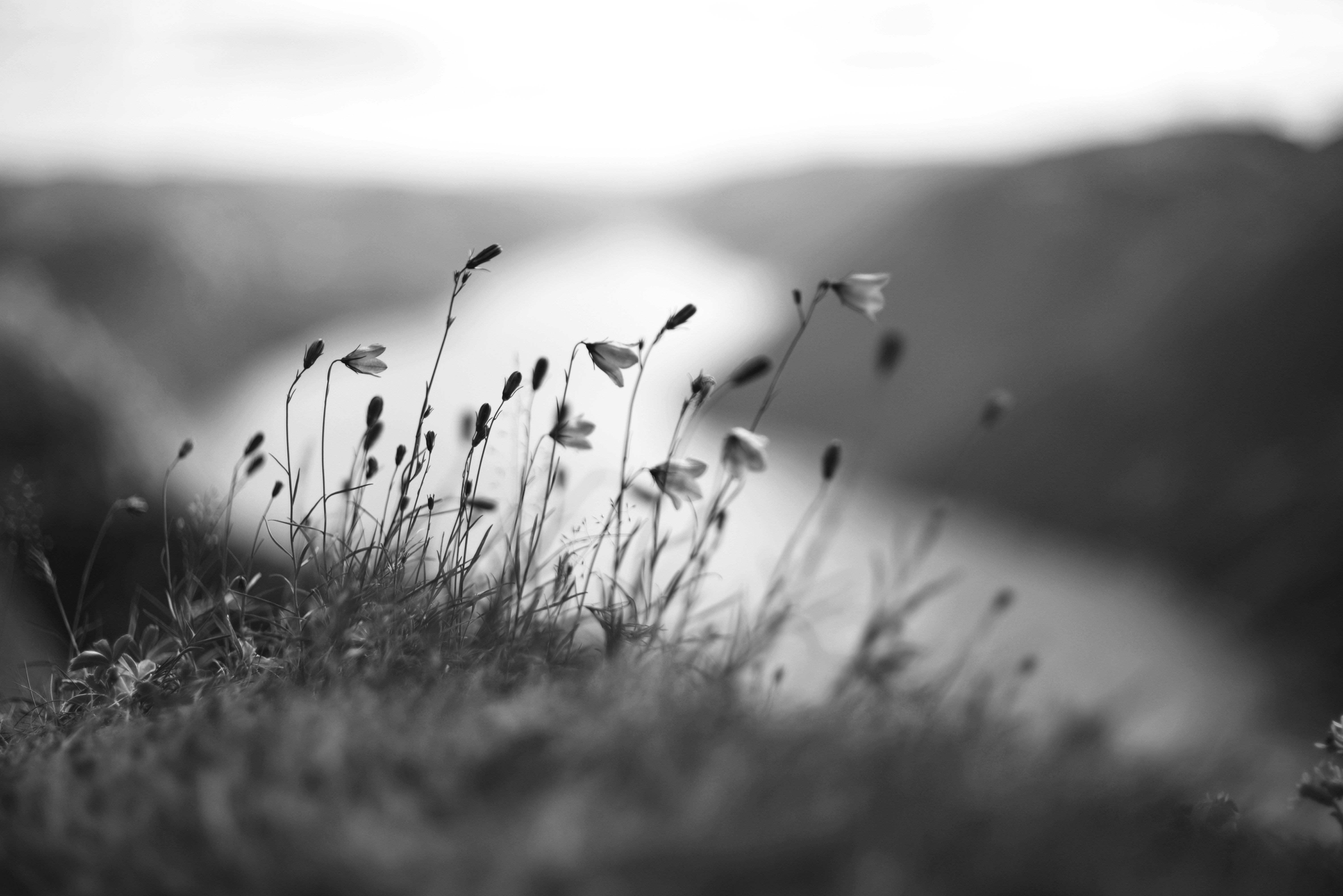 Gentle Meadow in Soft Focus