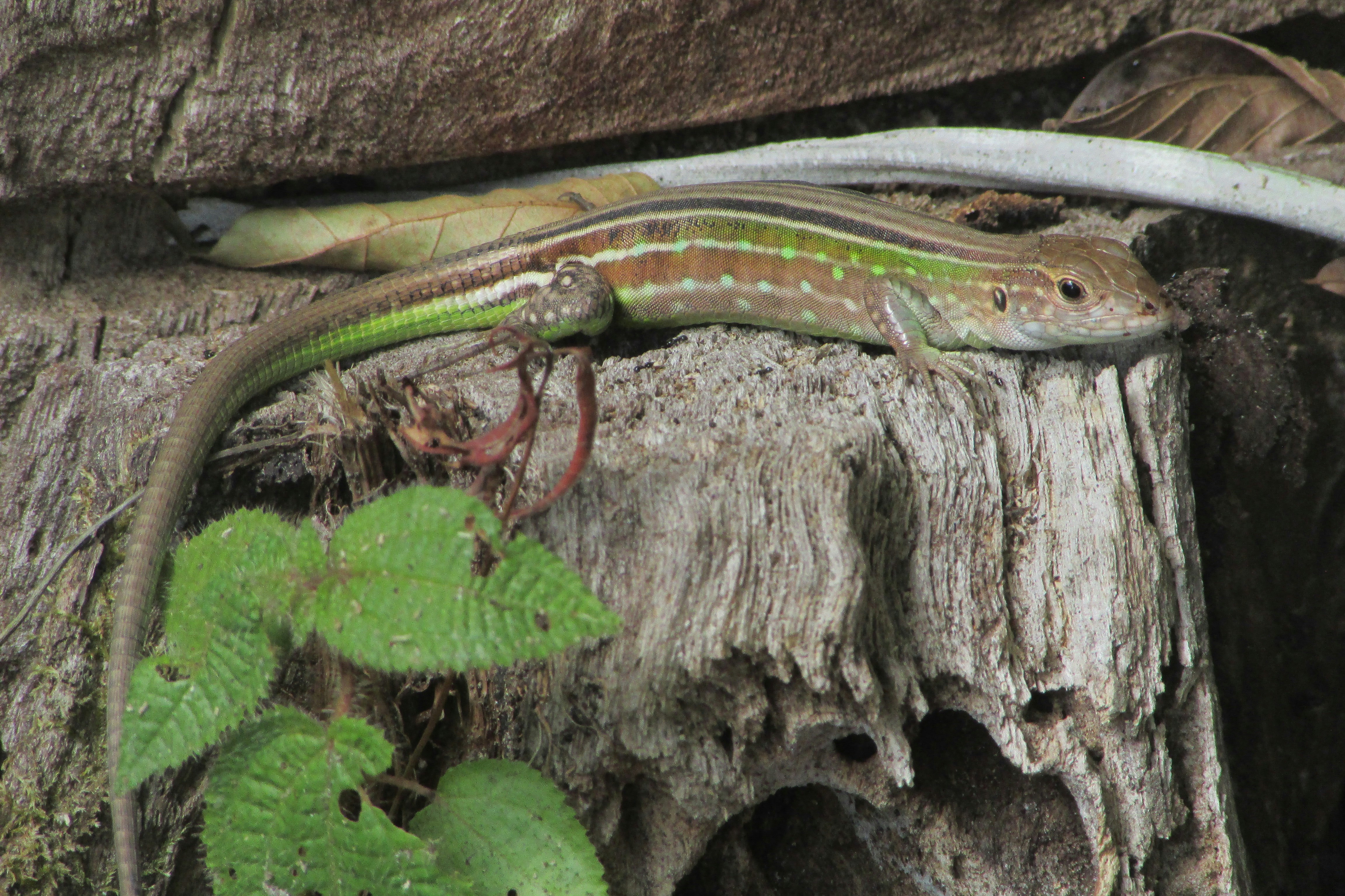 Green-striped Lizard Resting on Weathered Wood