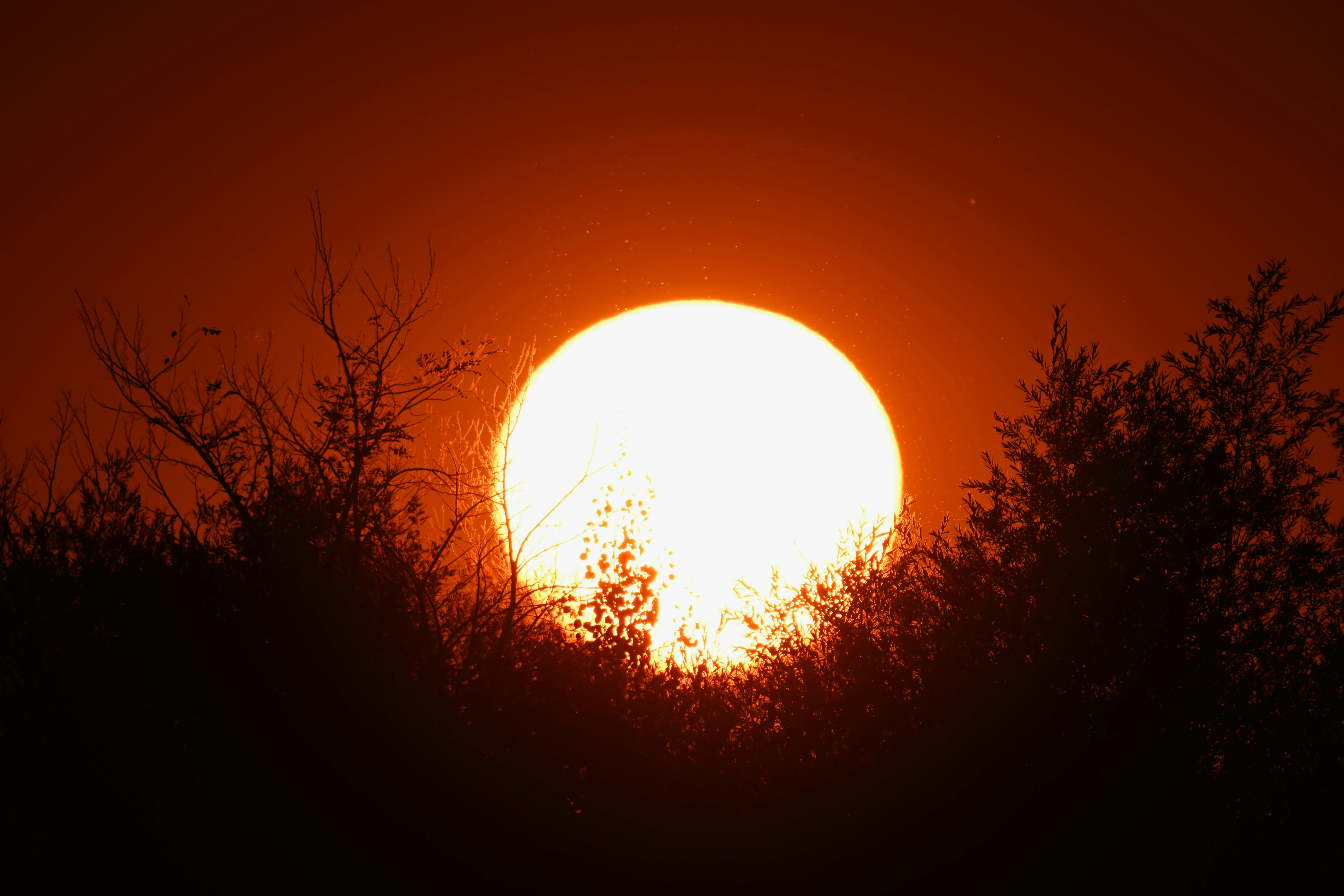 Silhouette at Sundown: A Bold Orb Above Quiet Trees