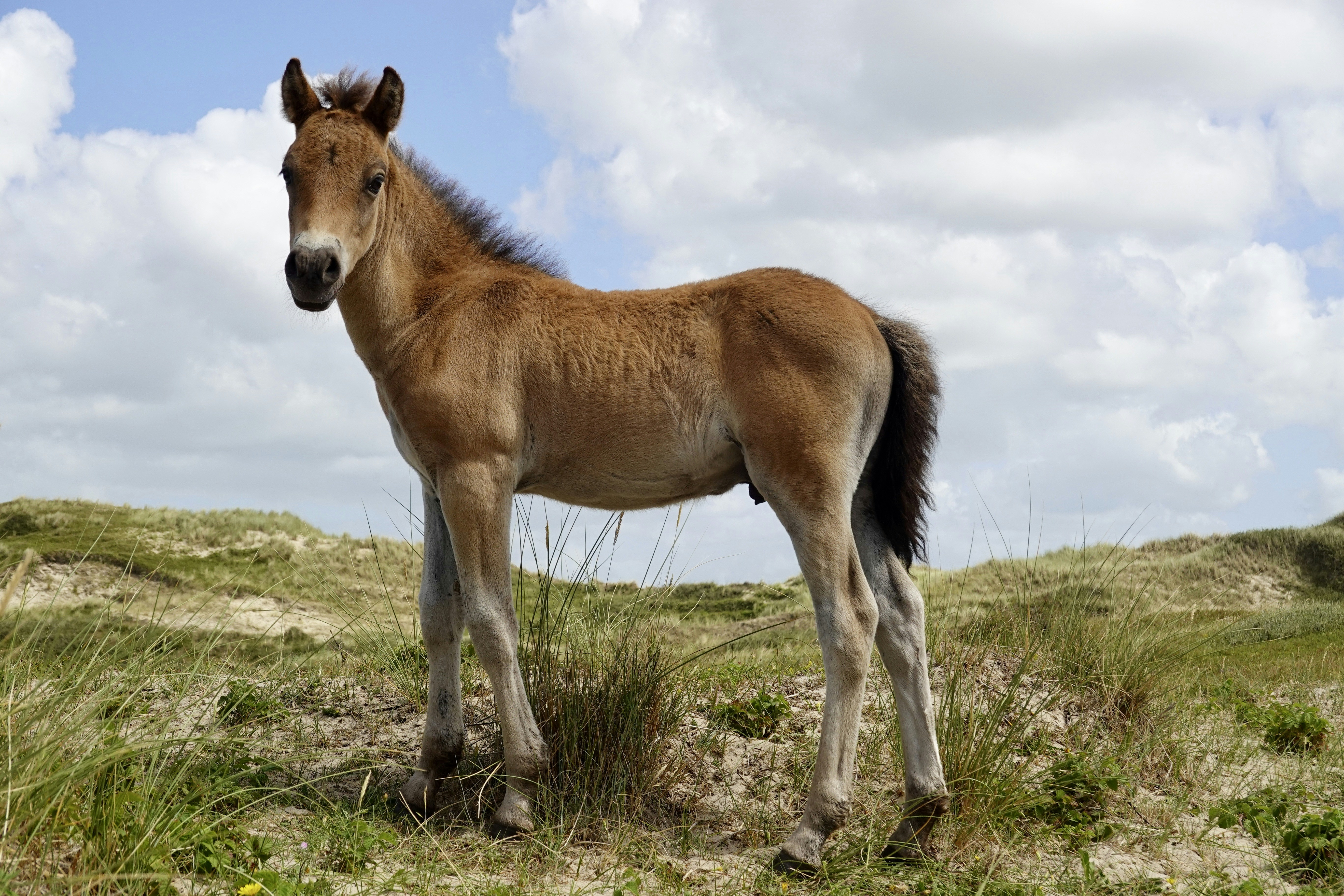 Pasture in Focus: A Brown Pony Stands Against a Cloudy Sky