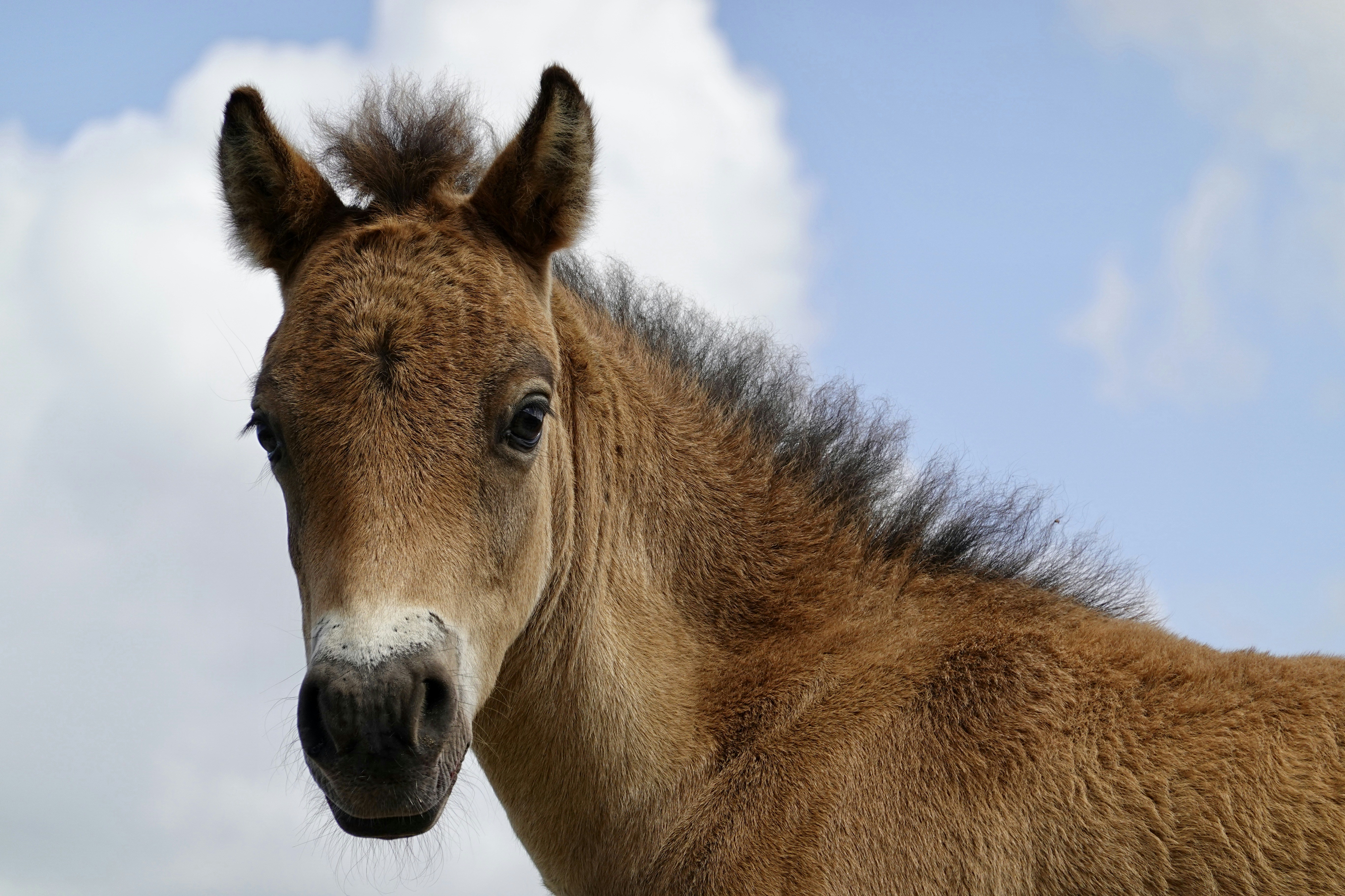 Close-up of a curious foal: alert gaze and windswept mane