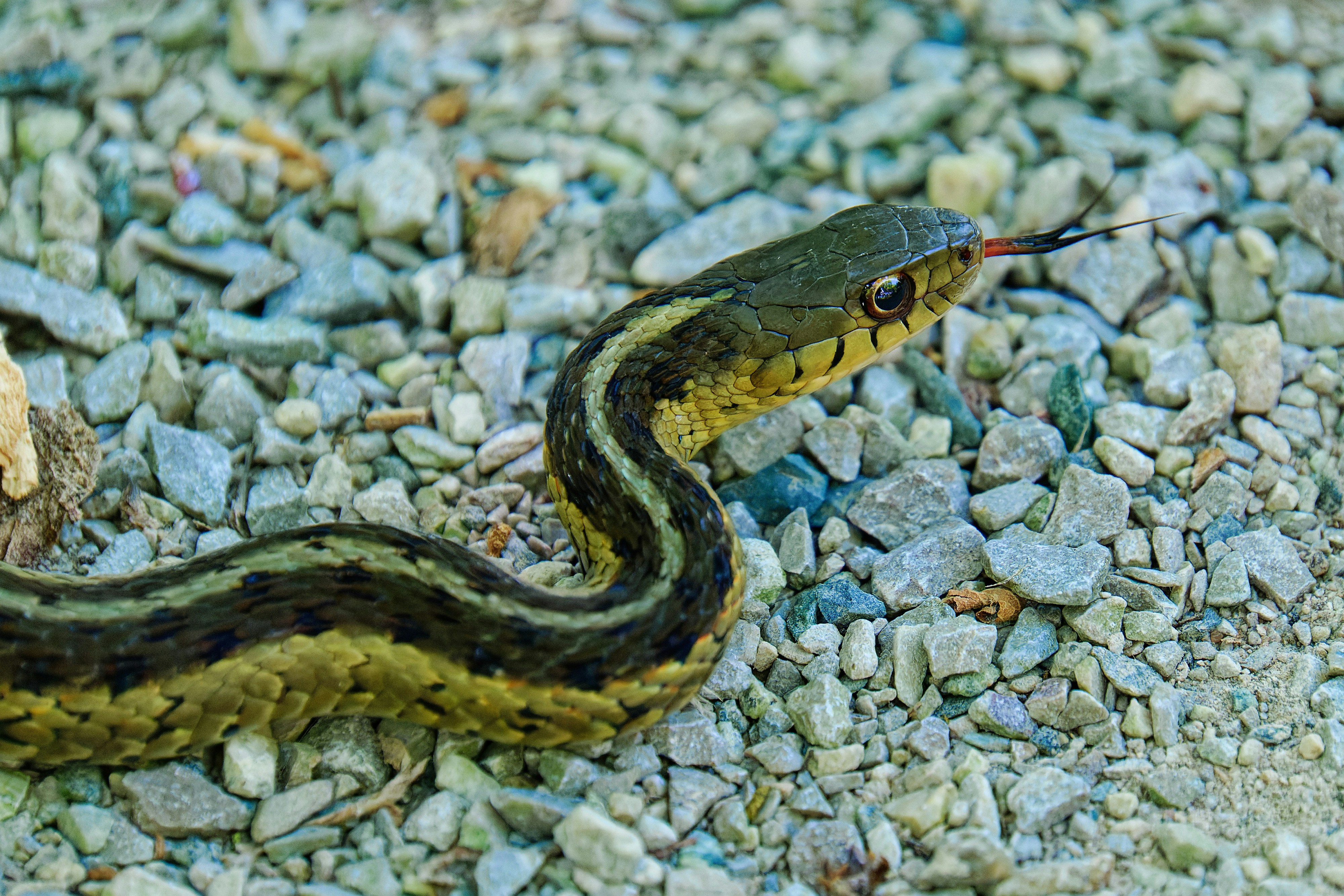 Sinuous Pursuit: A Close-Encounter with a Desert Snake
