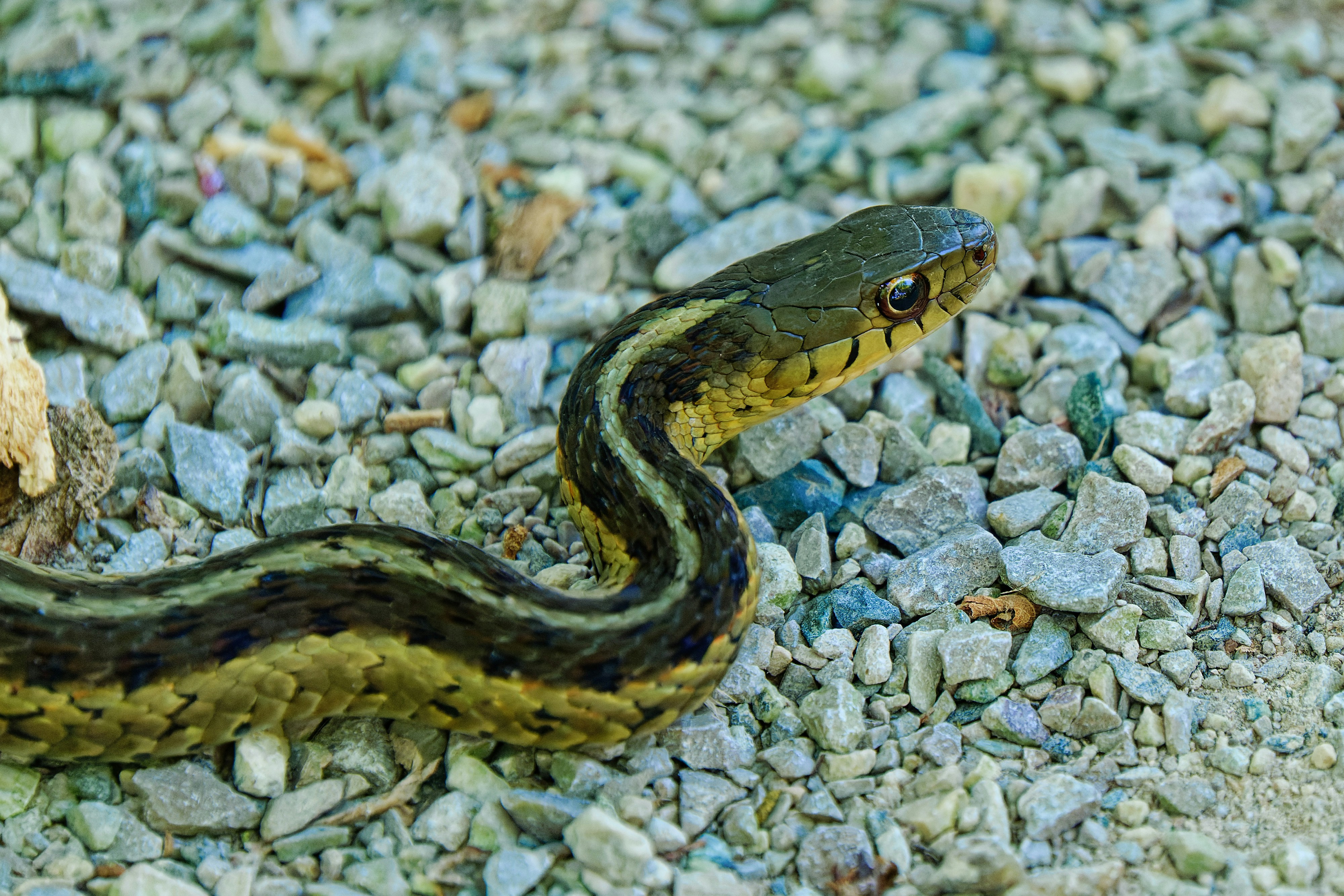 Coiled Vigil: A snake's cautious glide across gravel