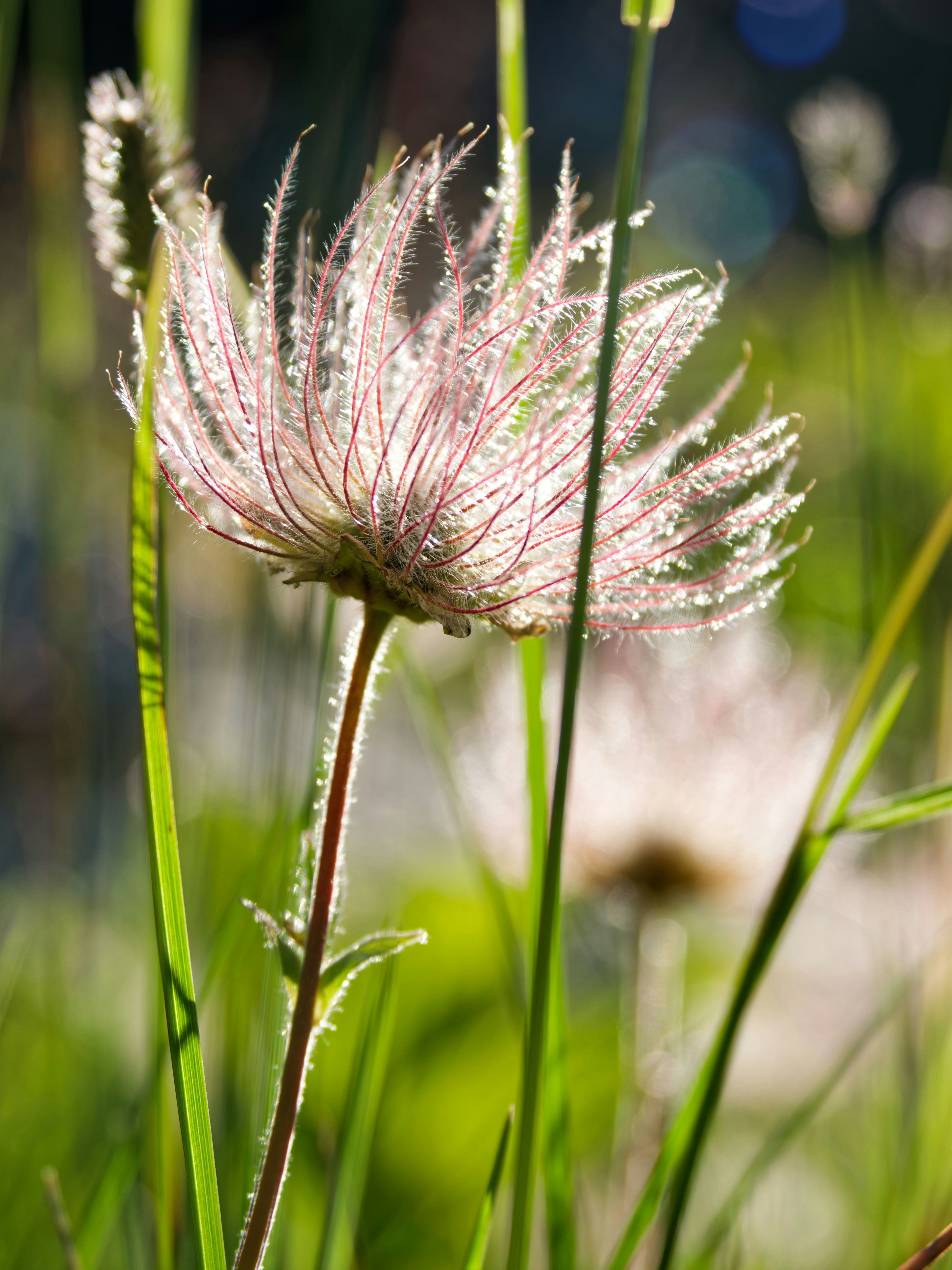 Backlit Prairie Seedhead: Crimson Veins in Soft Dawn Light