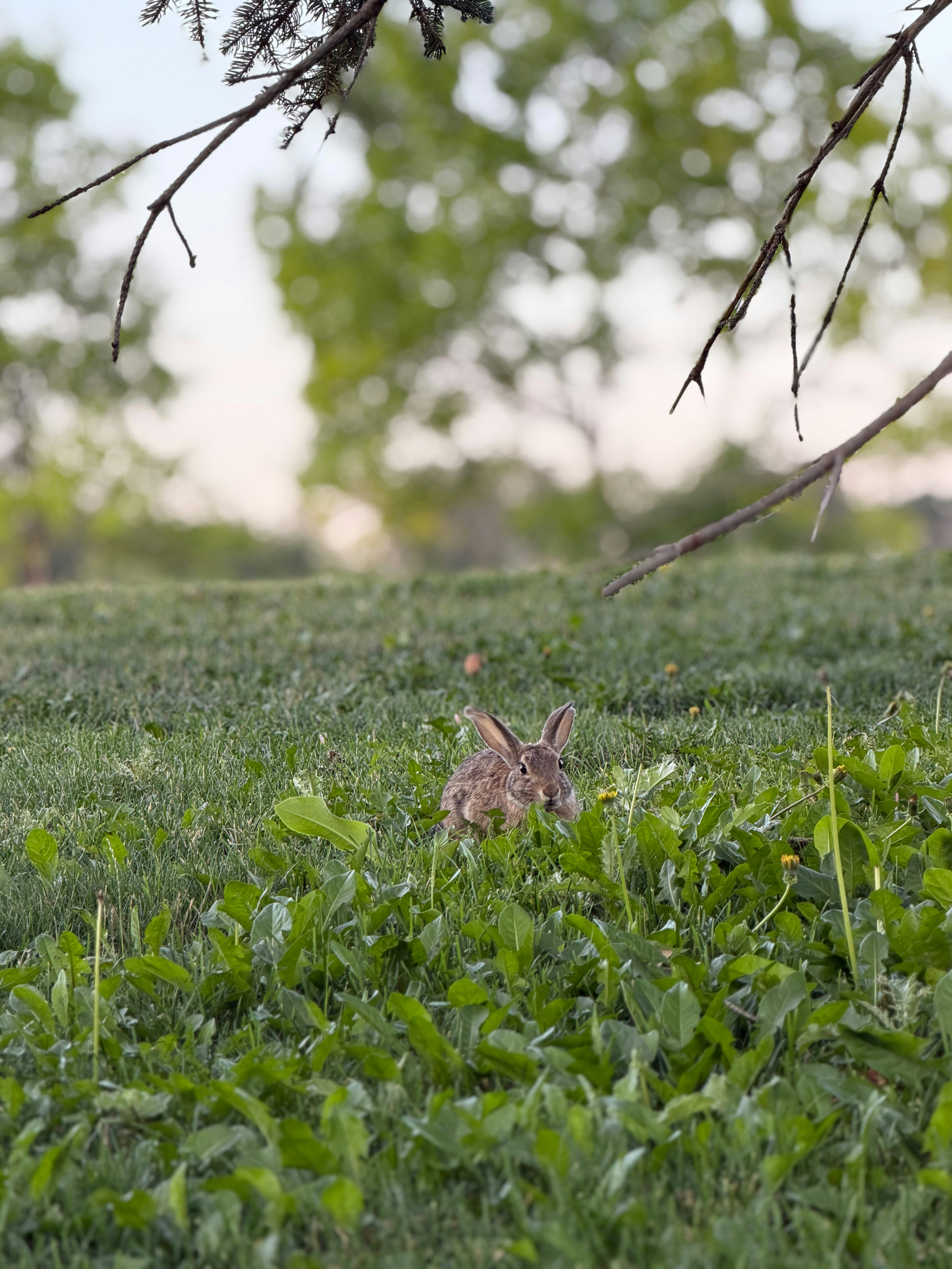 Hidden Bunny in a Sunlit Field