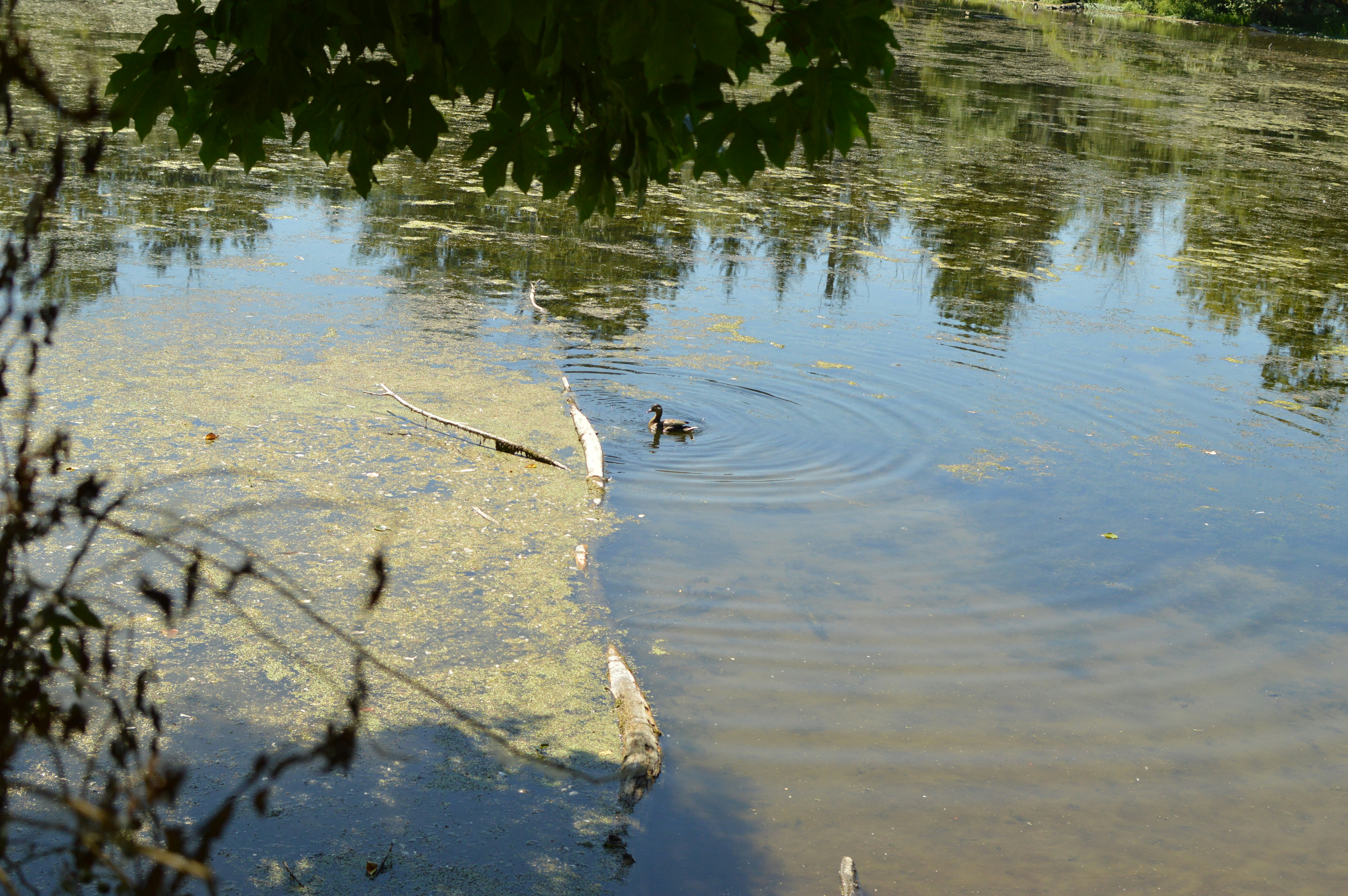 Drifting Log and Lily Pad Mirror on a Quiet Pond