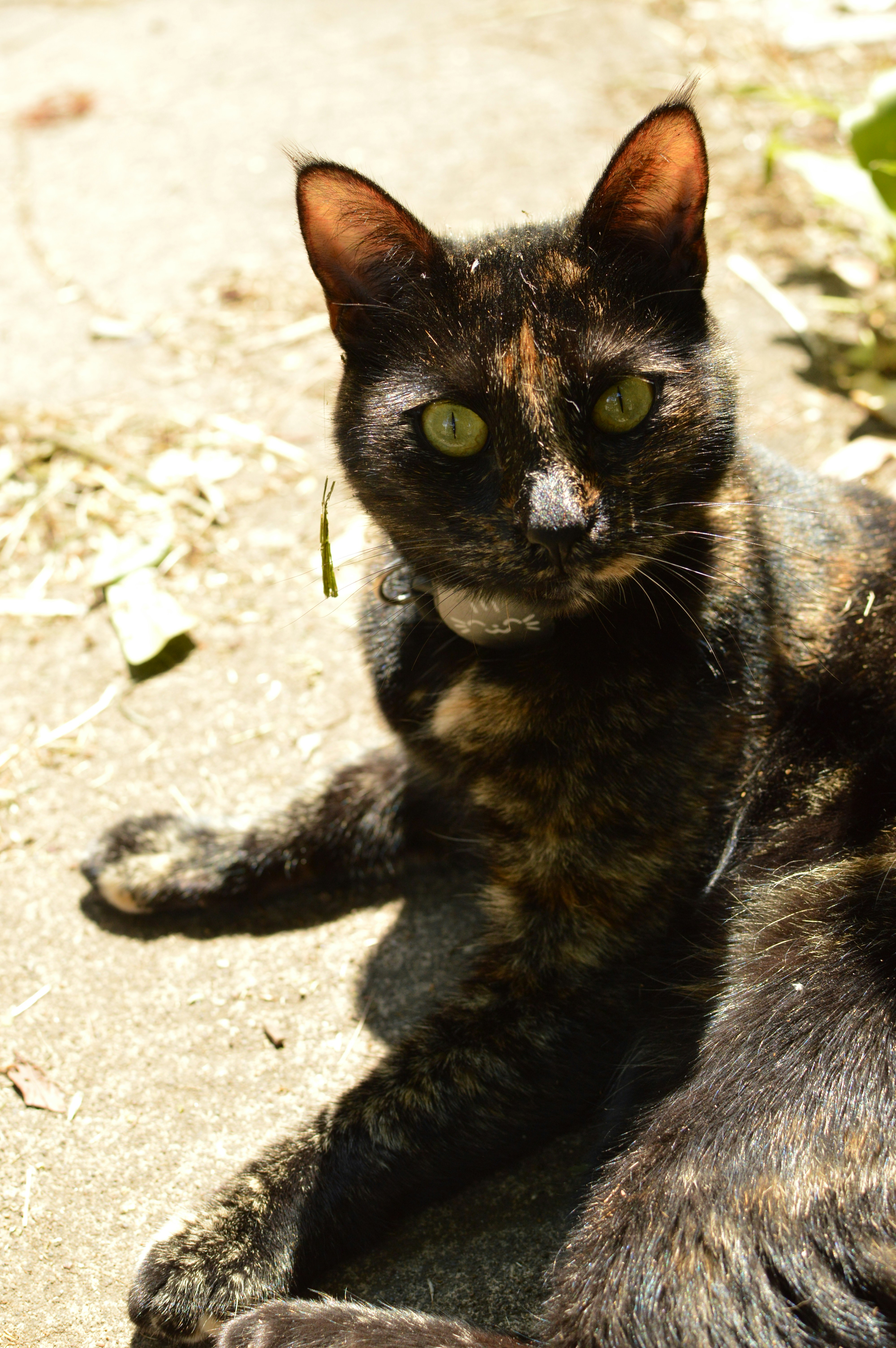 Direct Gaze: A Tortie Cat Basking in Sunlit Ground