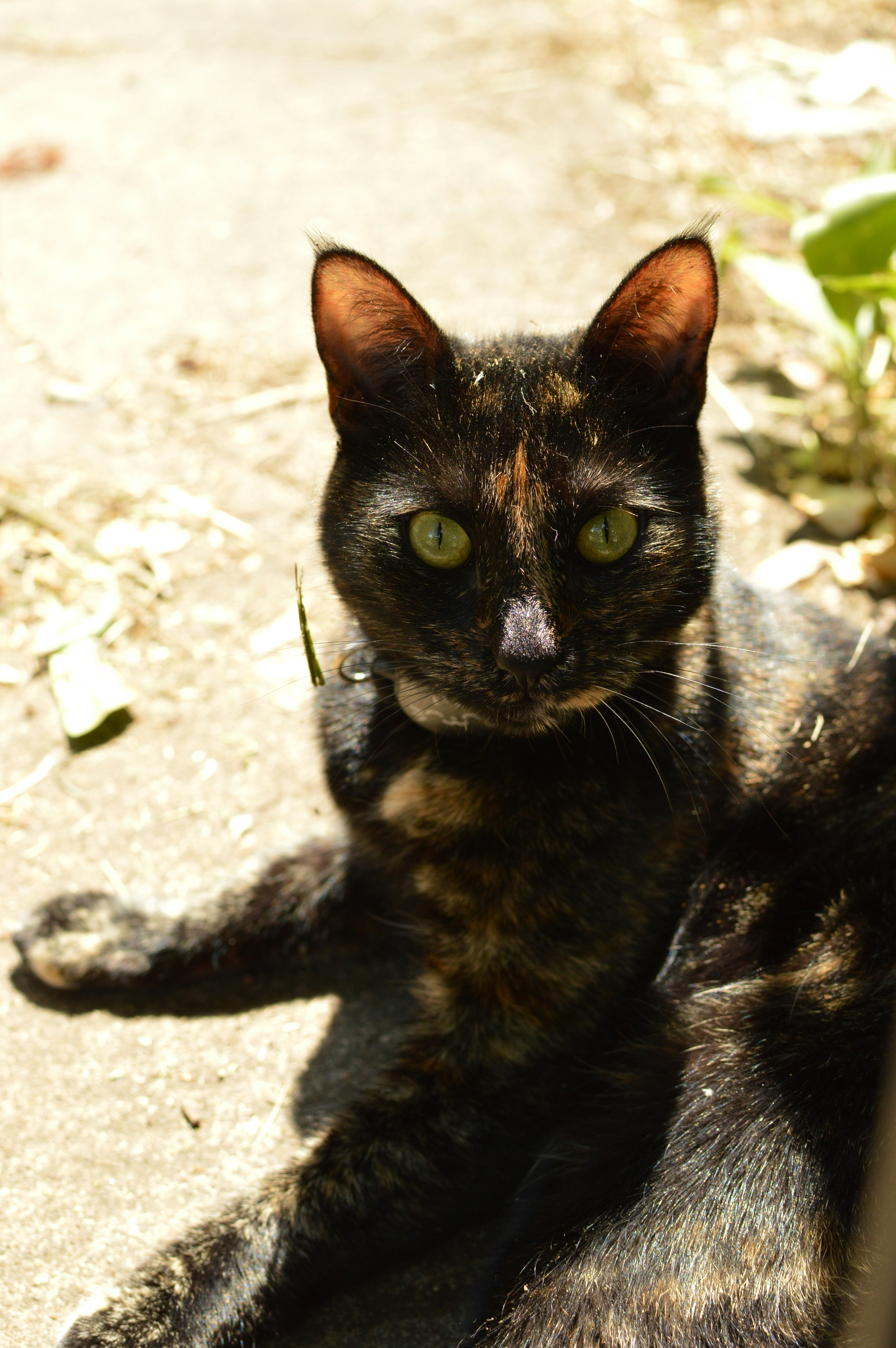 Amber-Glint Gaze: A Calico Cat in Sunlit Quiet