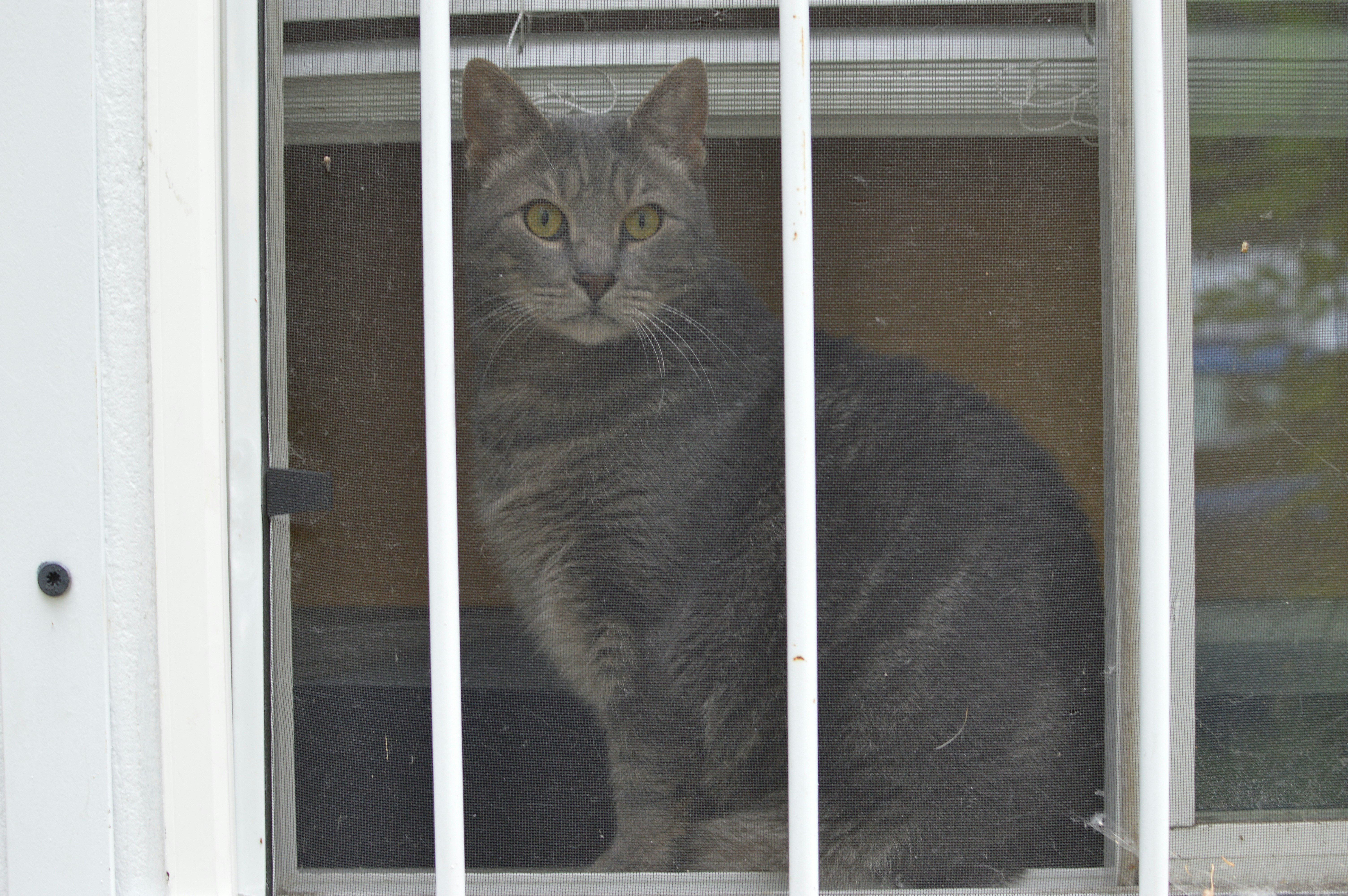 Grey Tabby Gaze Through Barred Windows