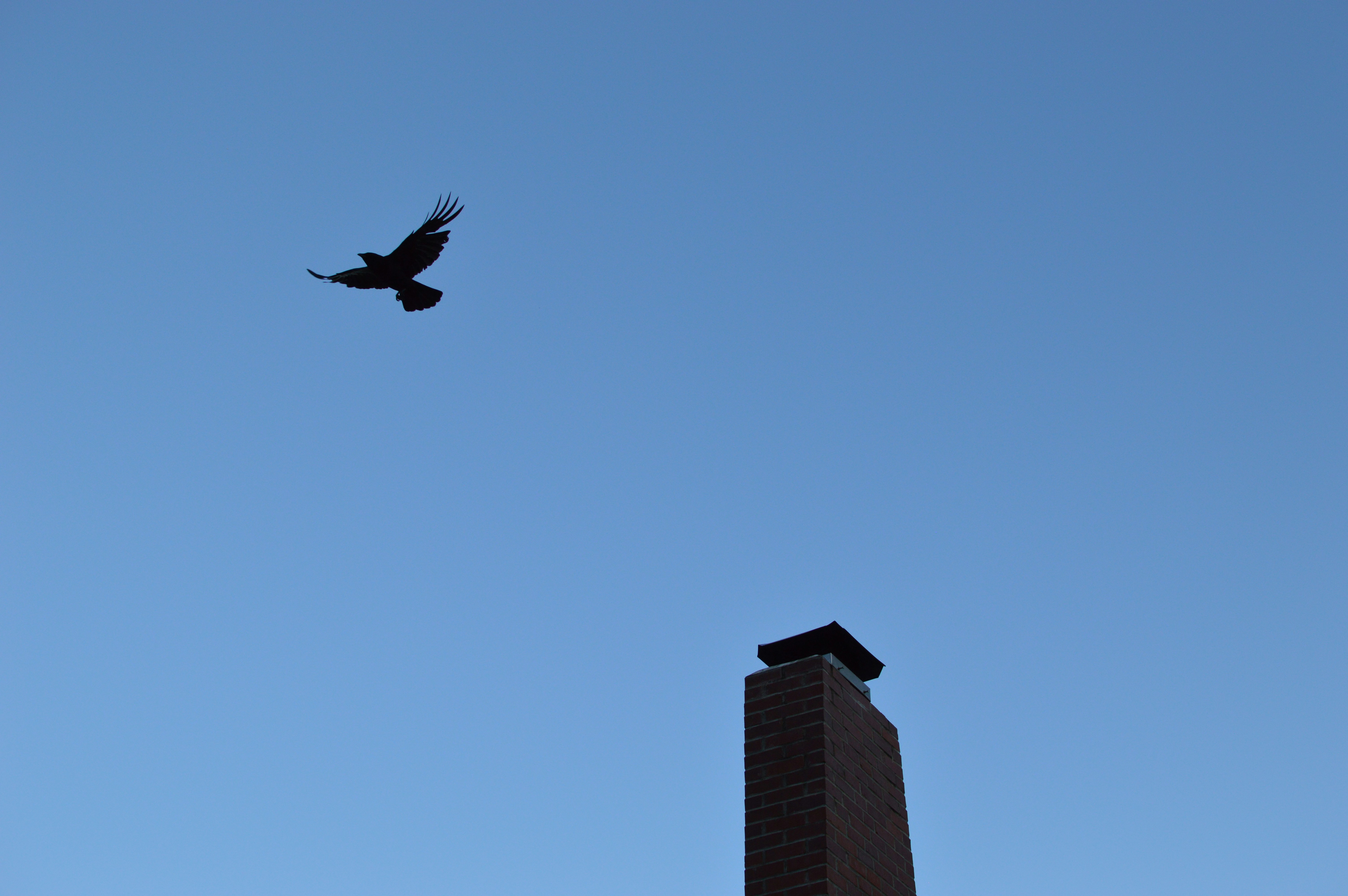 Skyward Silence: A Solo Bird Over the Chimney