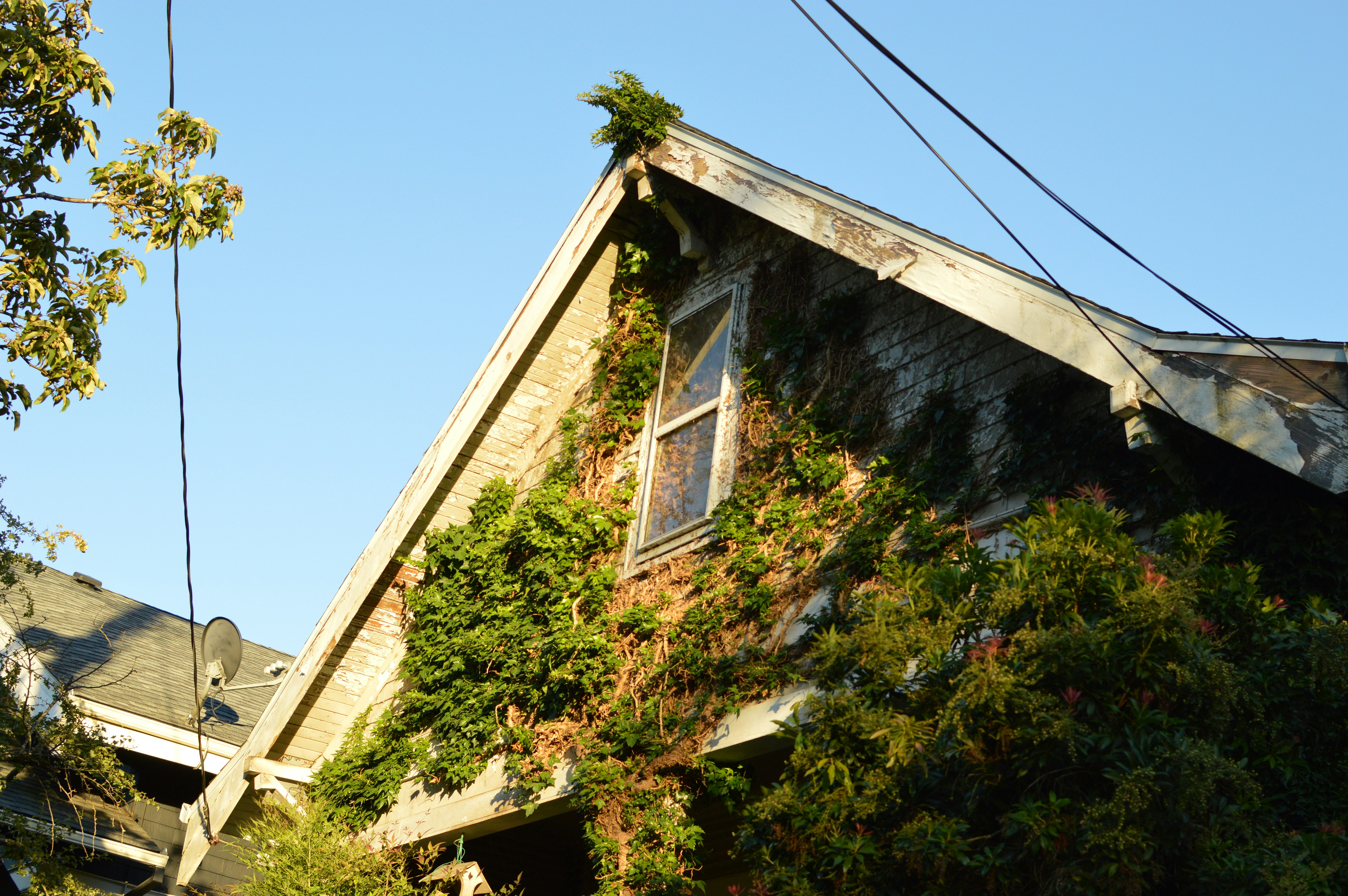 Sunlit Attic Peak Veiled in Ivy
