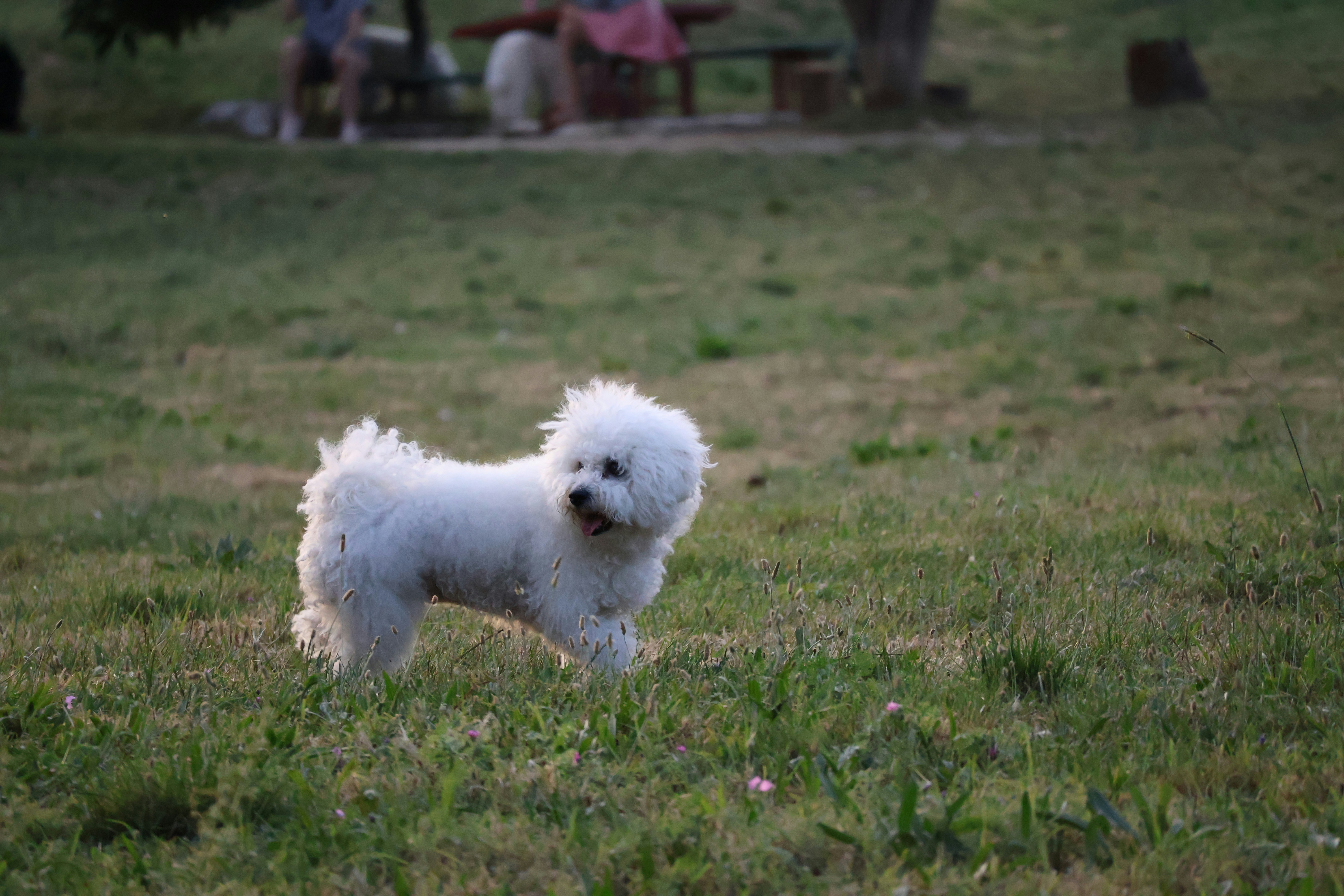White fluffy pup explores sunlit park meadow