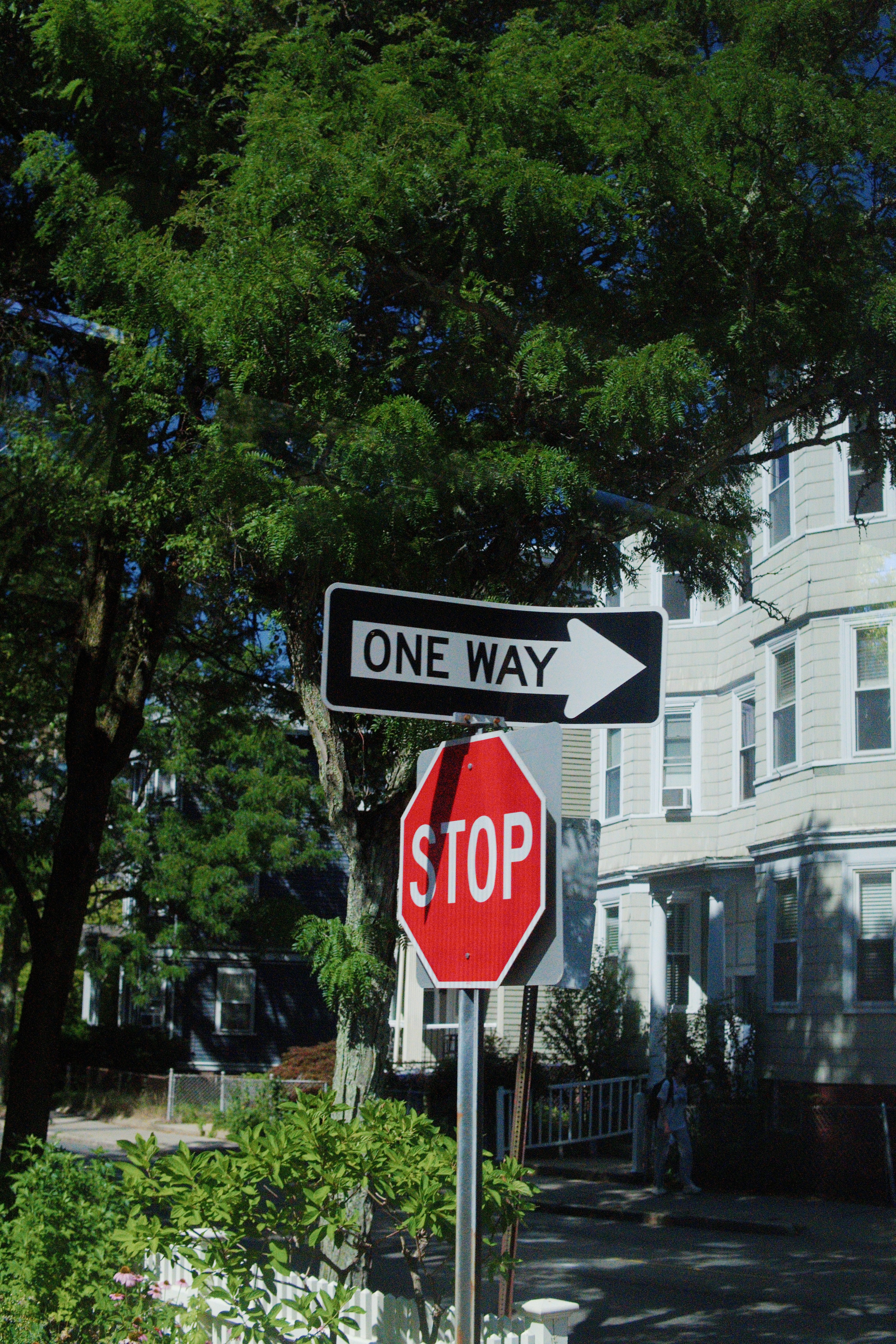 A One-Way Street Stop: Stop Sign and Directional Arrow Framed by Urban Trees