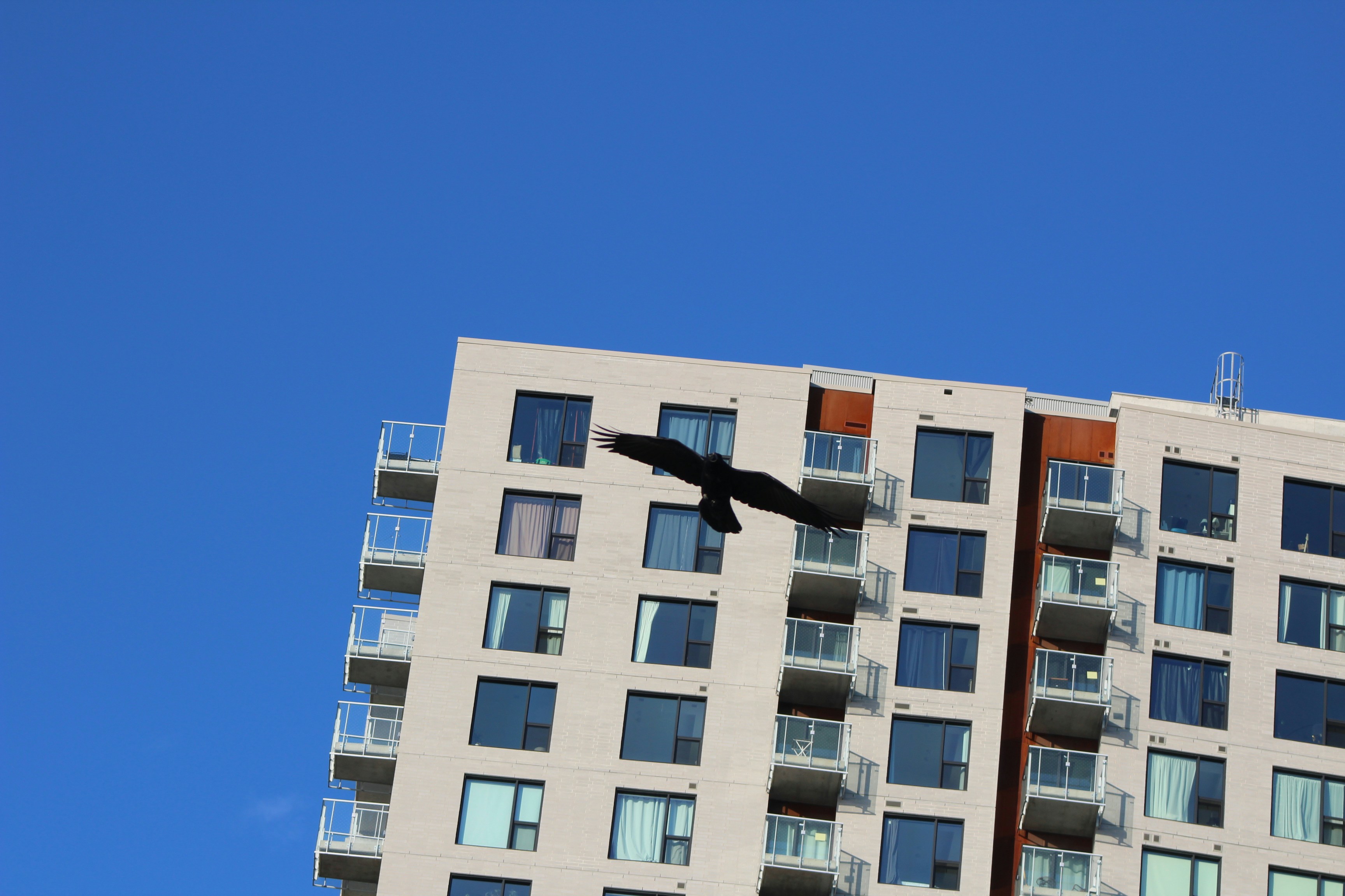 Bird in Flight Over the Urban Grid