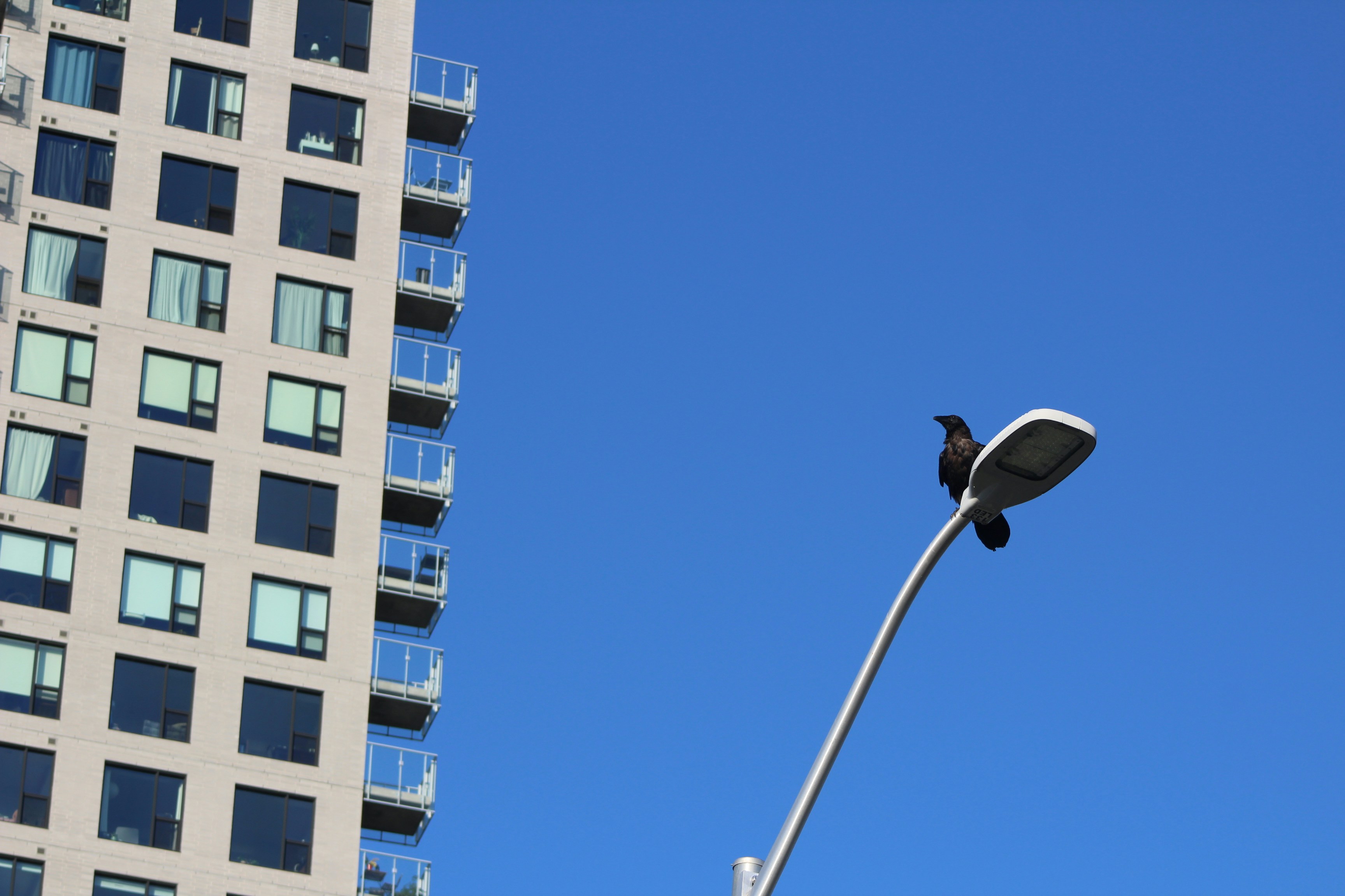 Urban Sentinel: A Bird perches above the streetlamp against a clear blue sky