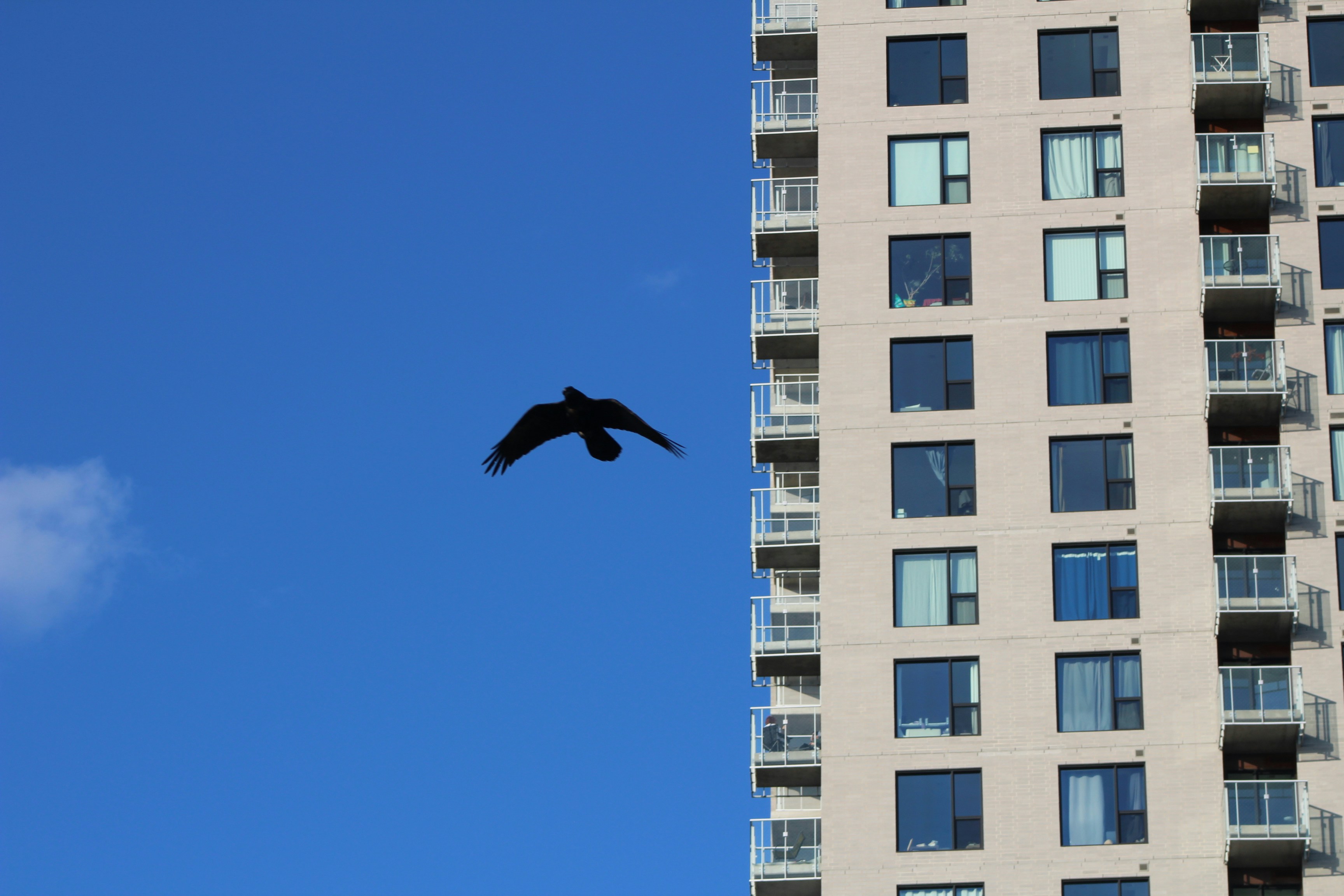 Solo Crow in Flight Against a City Silhouette