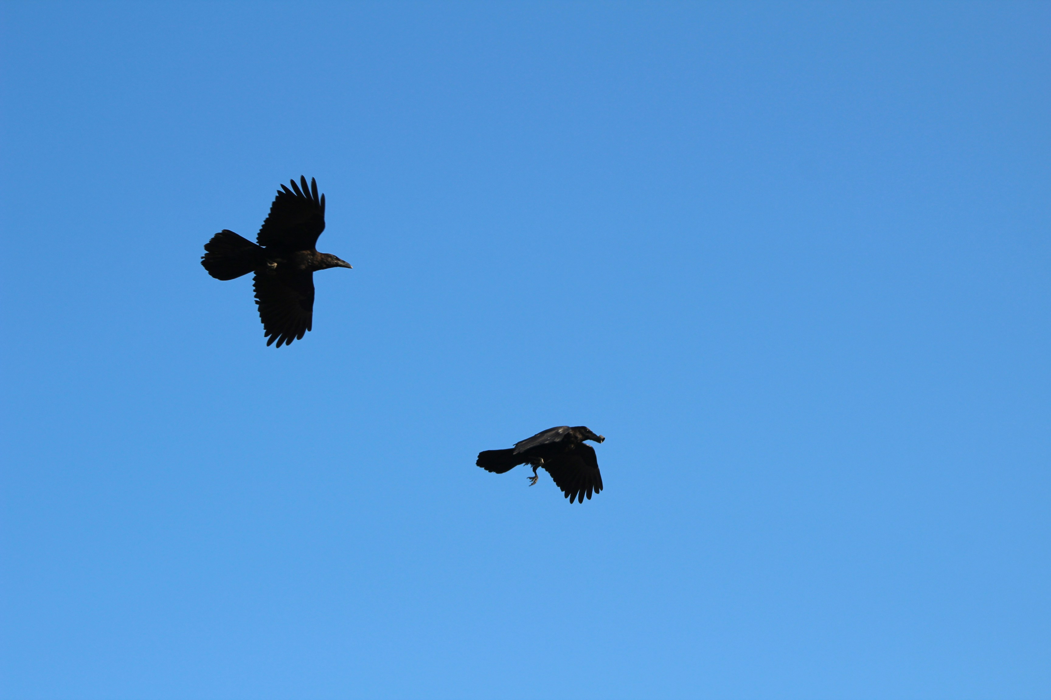 Two Black Birds Soaring Against a Clear Blue Sky