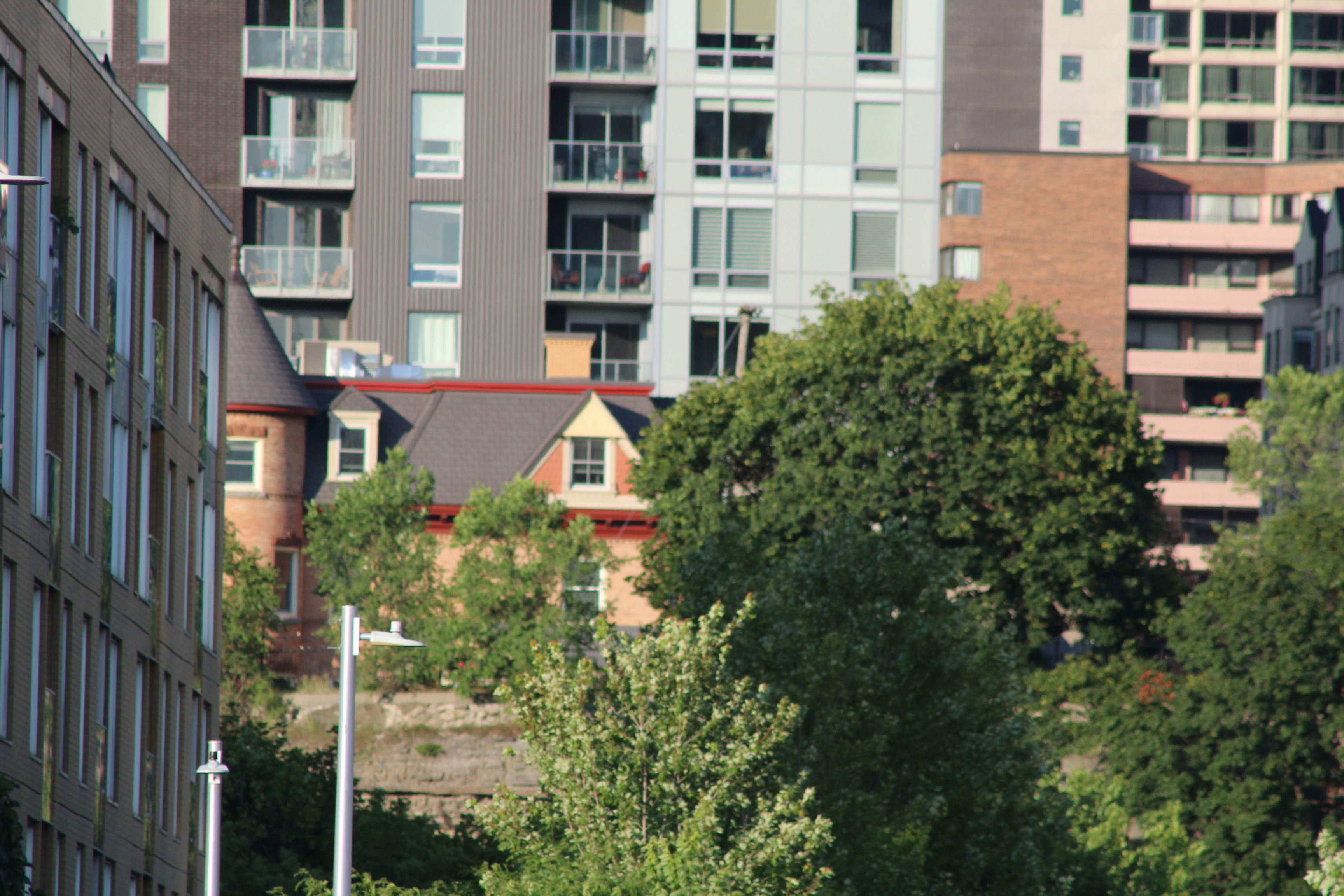 Urban Treetops Between Glass and Brick