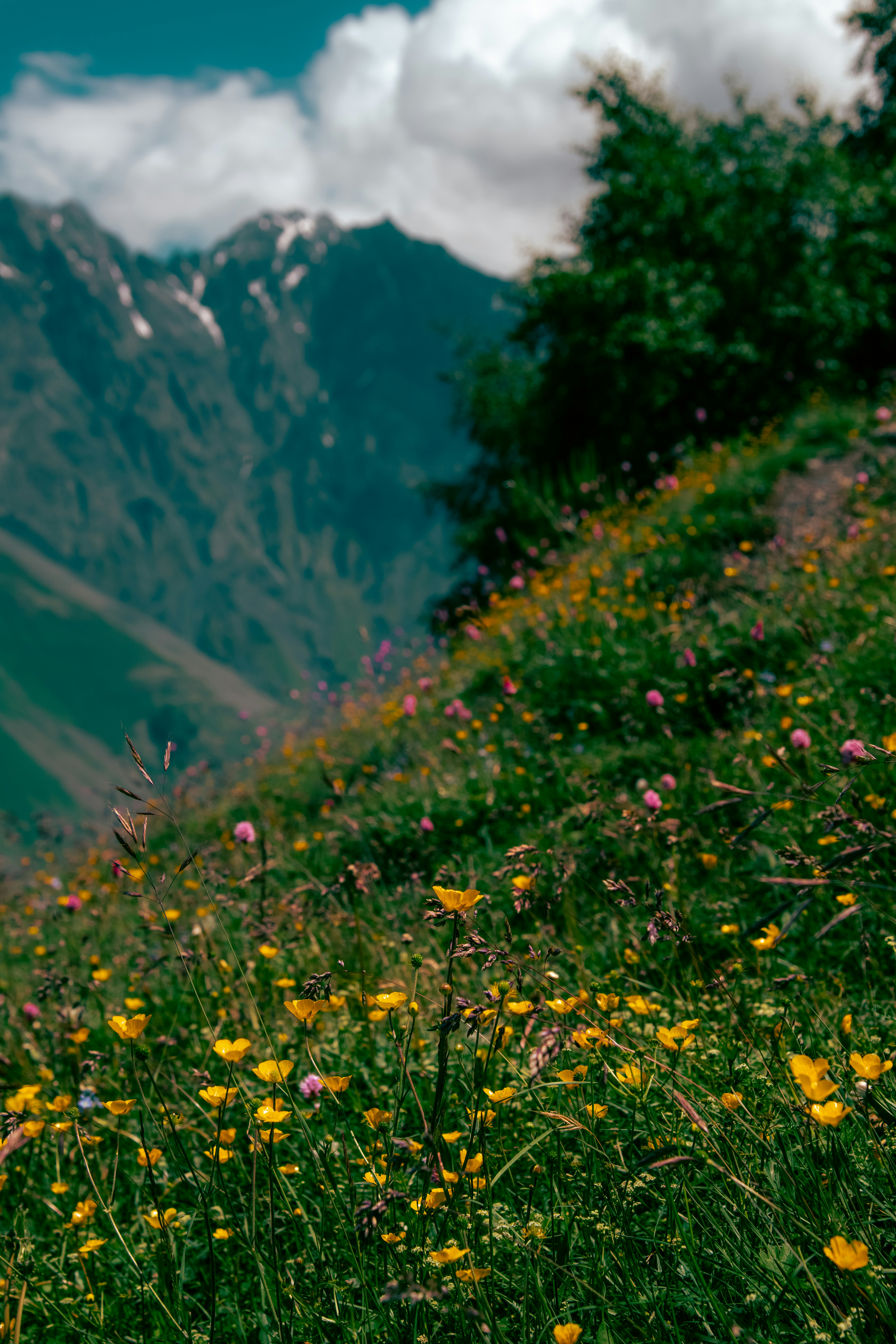 Hilltop Meadow in Bloom with Mountain Backbone