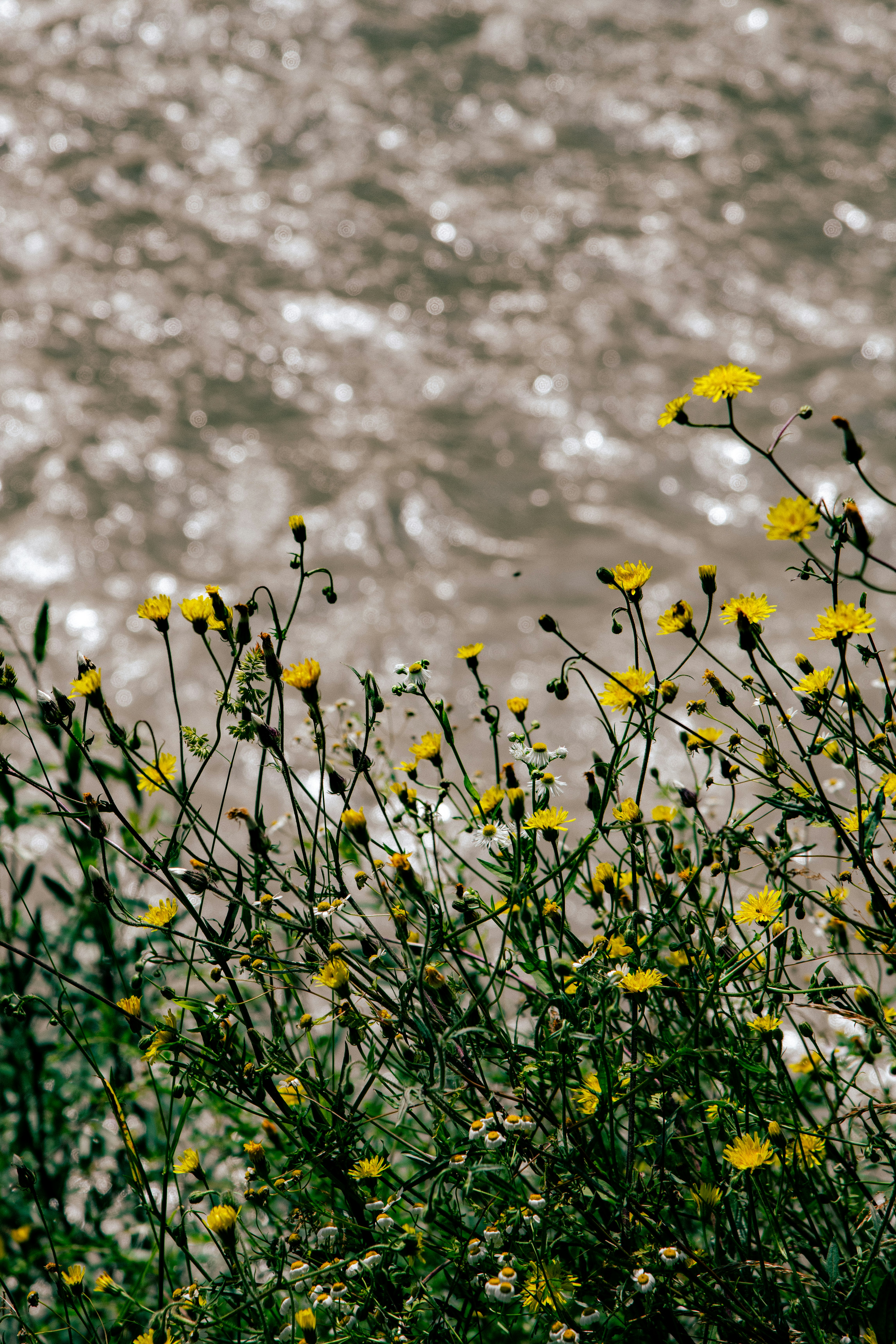 Sunlit Yellow on the Riverbank