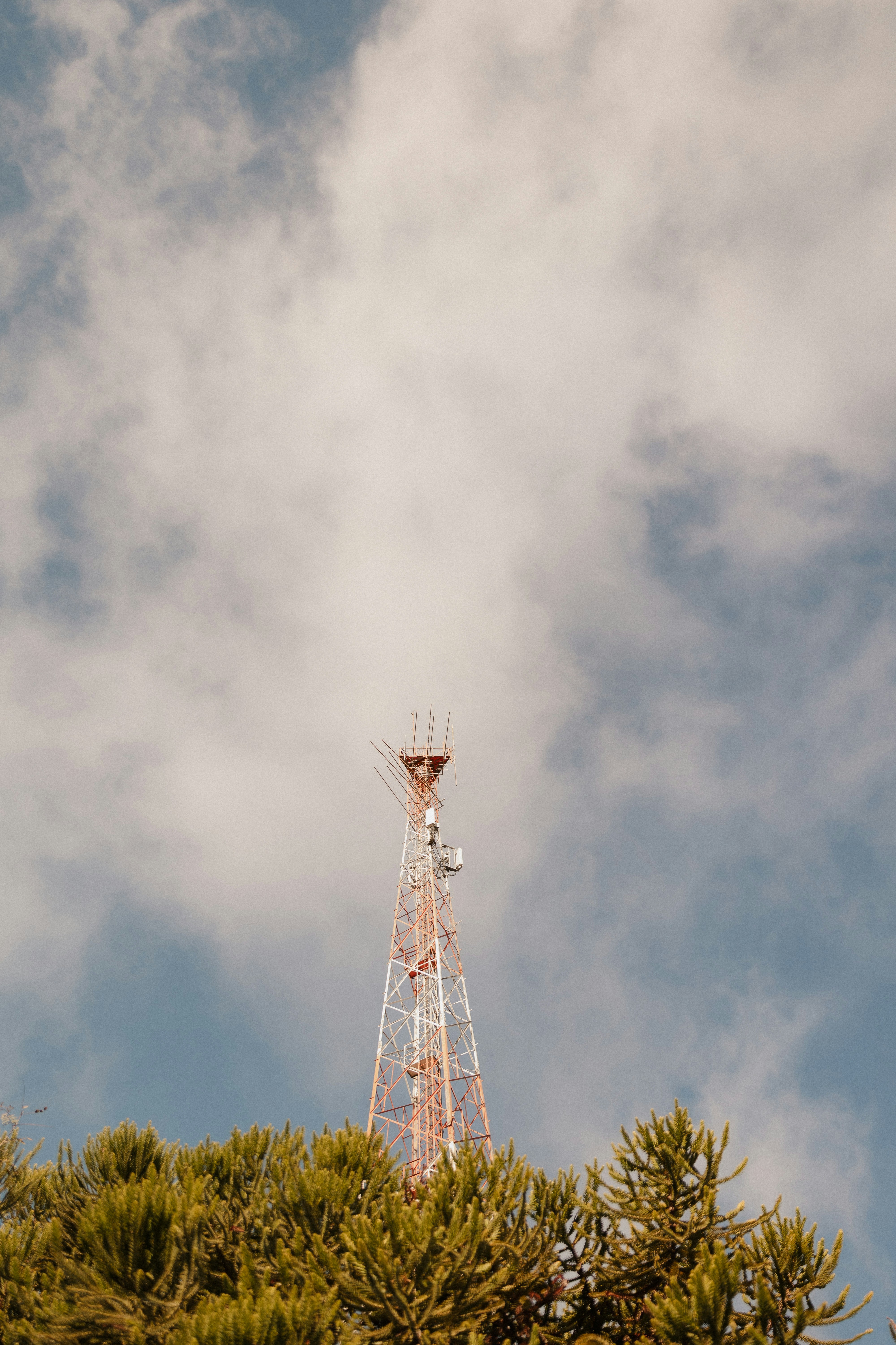 Telco Tower Reaching into the Sky above Capped Pines