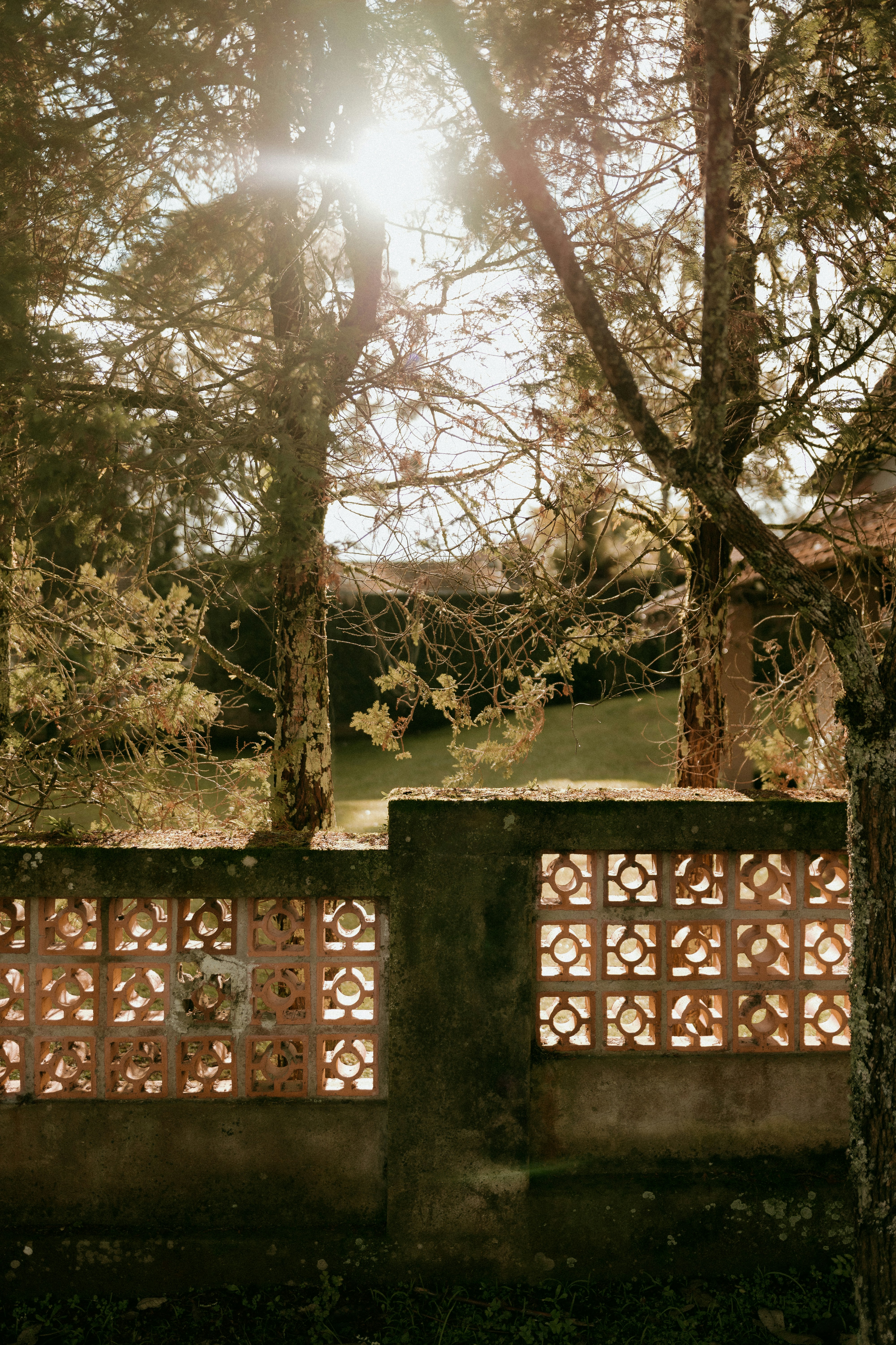 Sunlit courtyard wall and dappled trees through latticed barrier