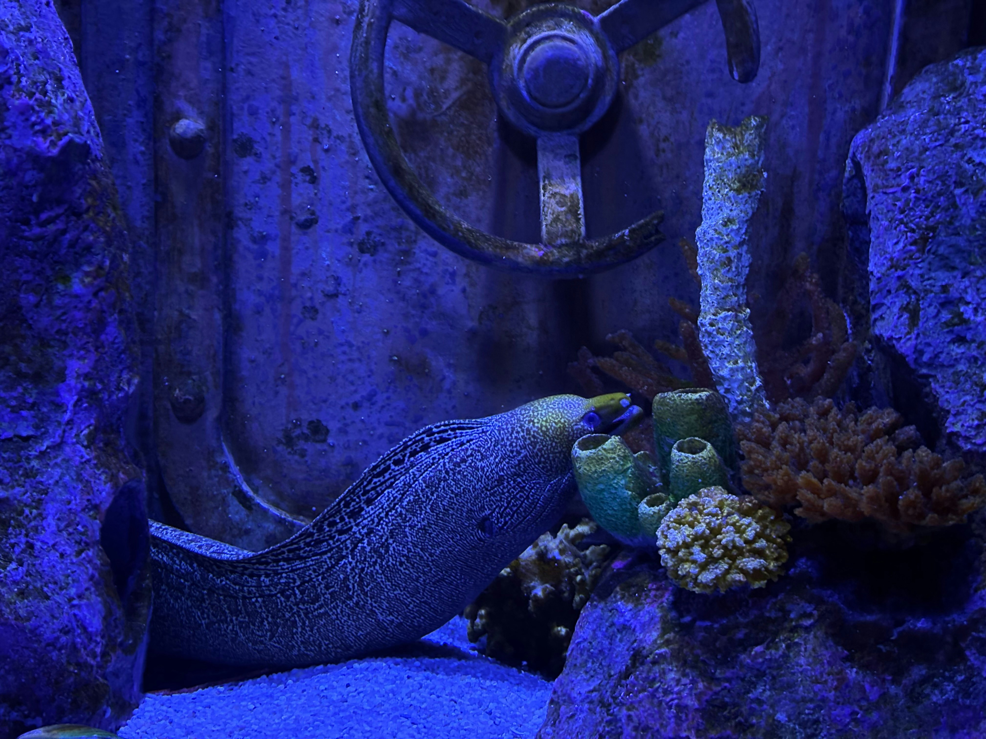 Blue-tinted underwater scene featuring a moray eel tucked beside coral and a circular valve wheel in the background, with soft focus along the edges. Marine life and reef structures provide texture and depth.