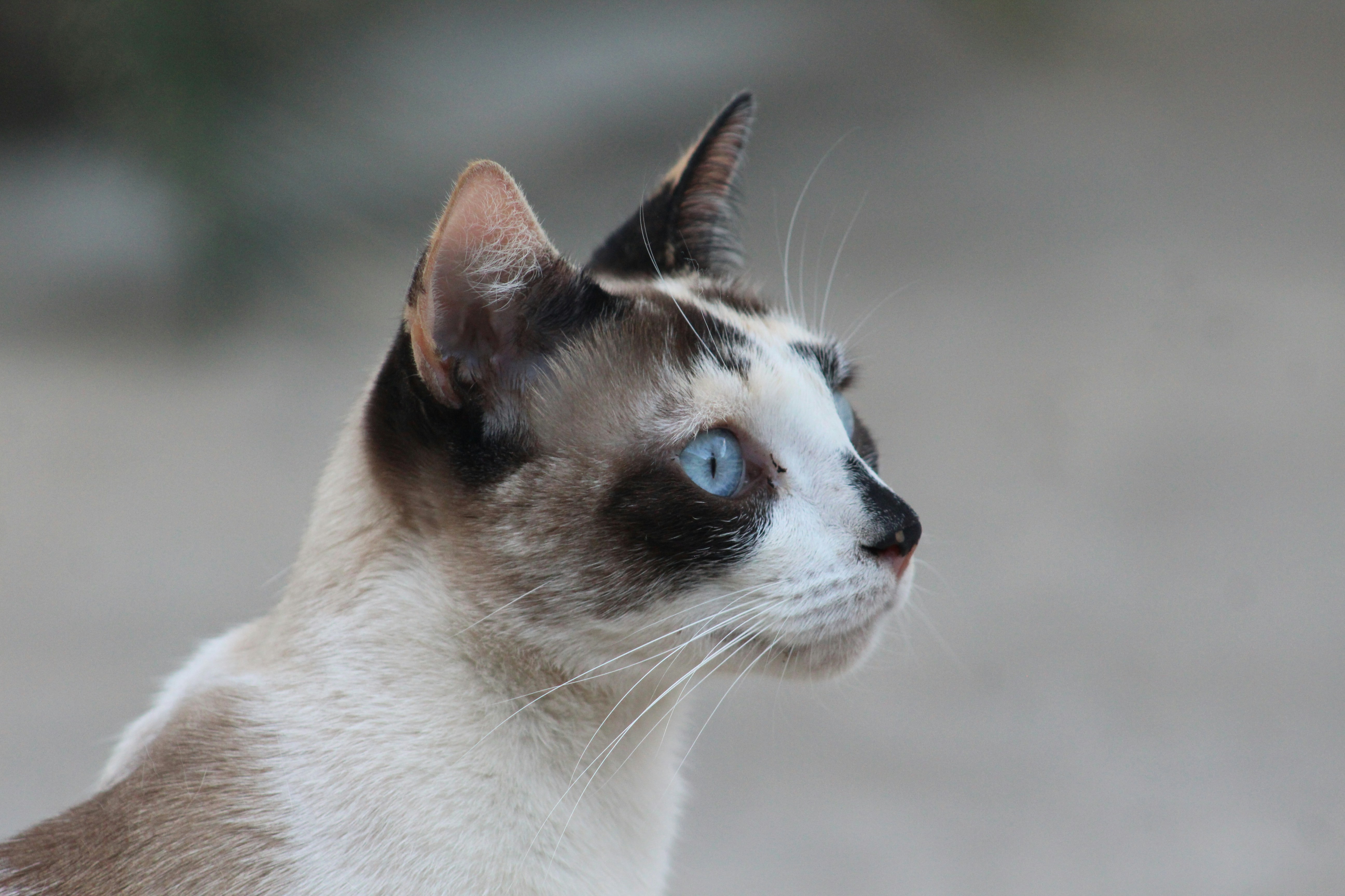 Azure Gaze: Profile Portrait of a Blue-Eyed Cat