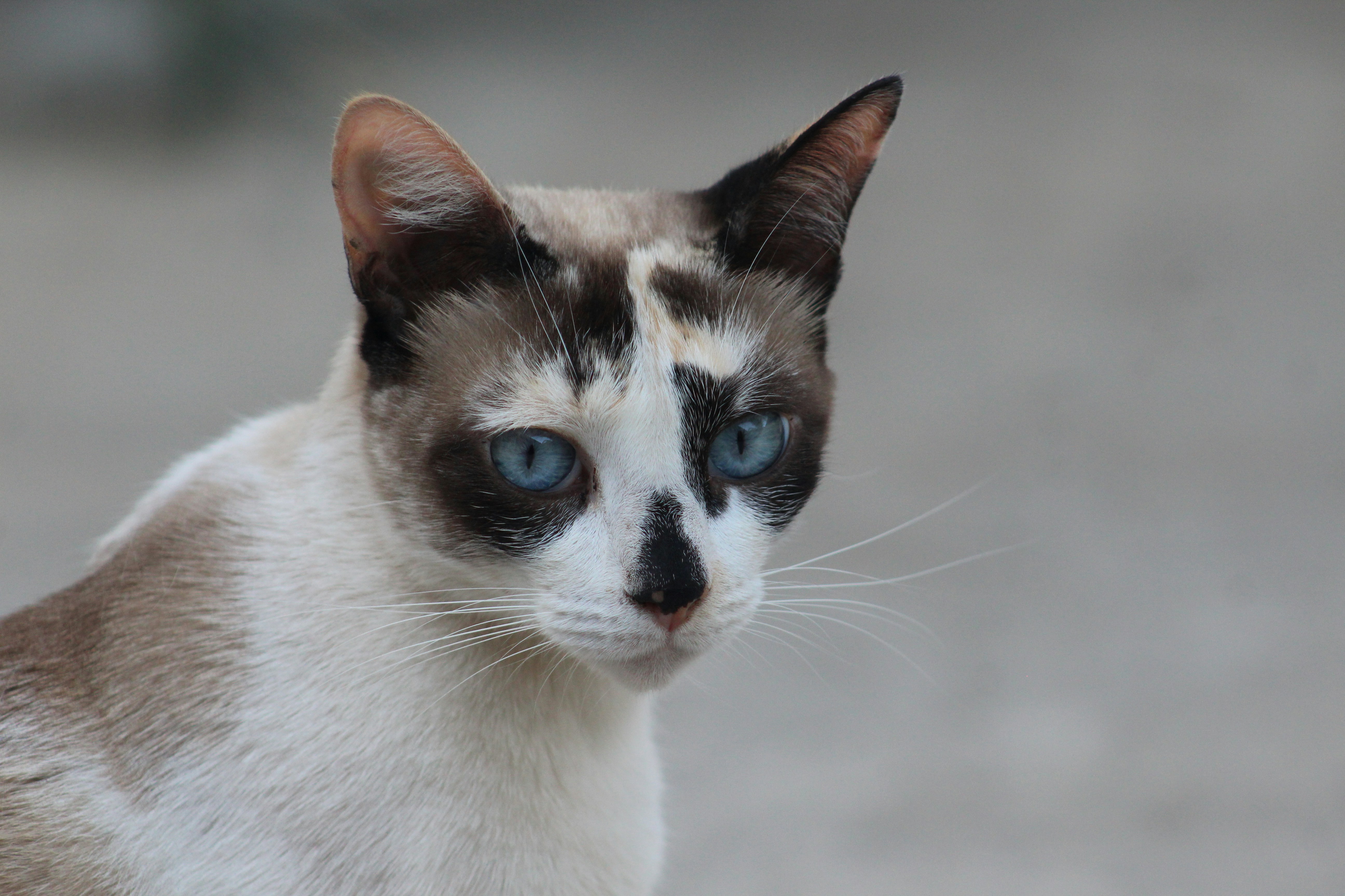 Azure Gaze: A Siamese-Patterned Cat Portrait with Piercing Blue Eyes