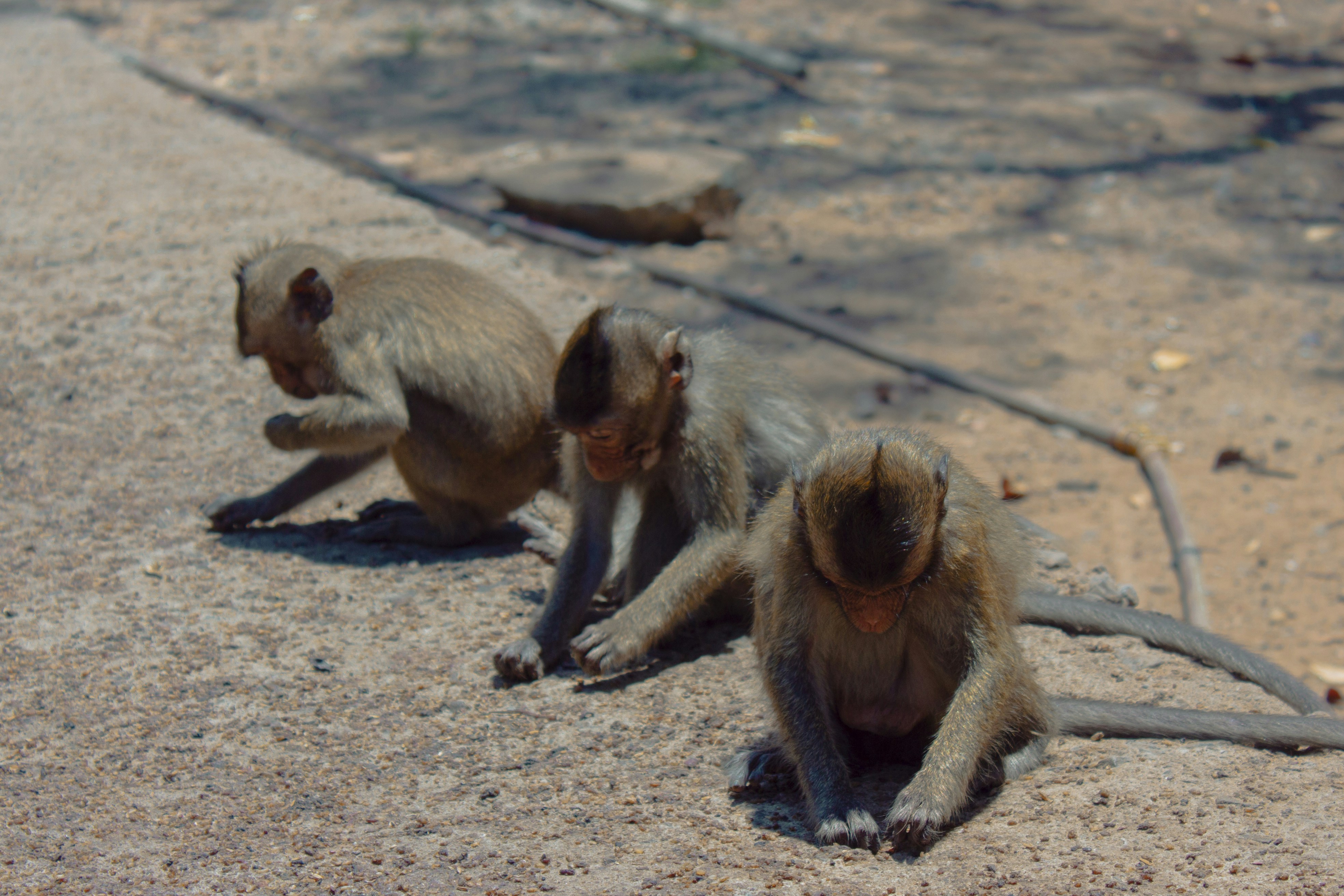 Triplet of Curious Monkeys on Sunlit Sand