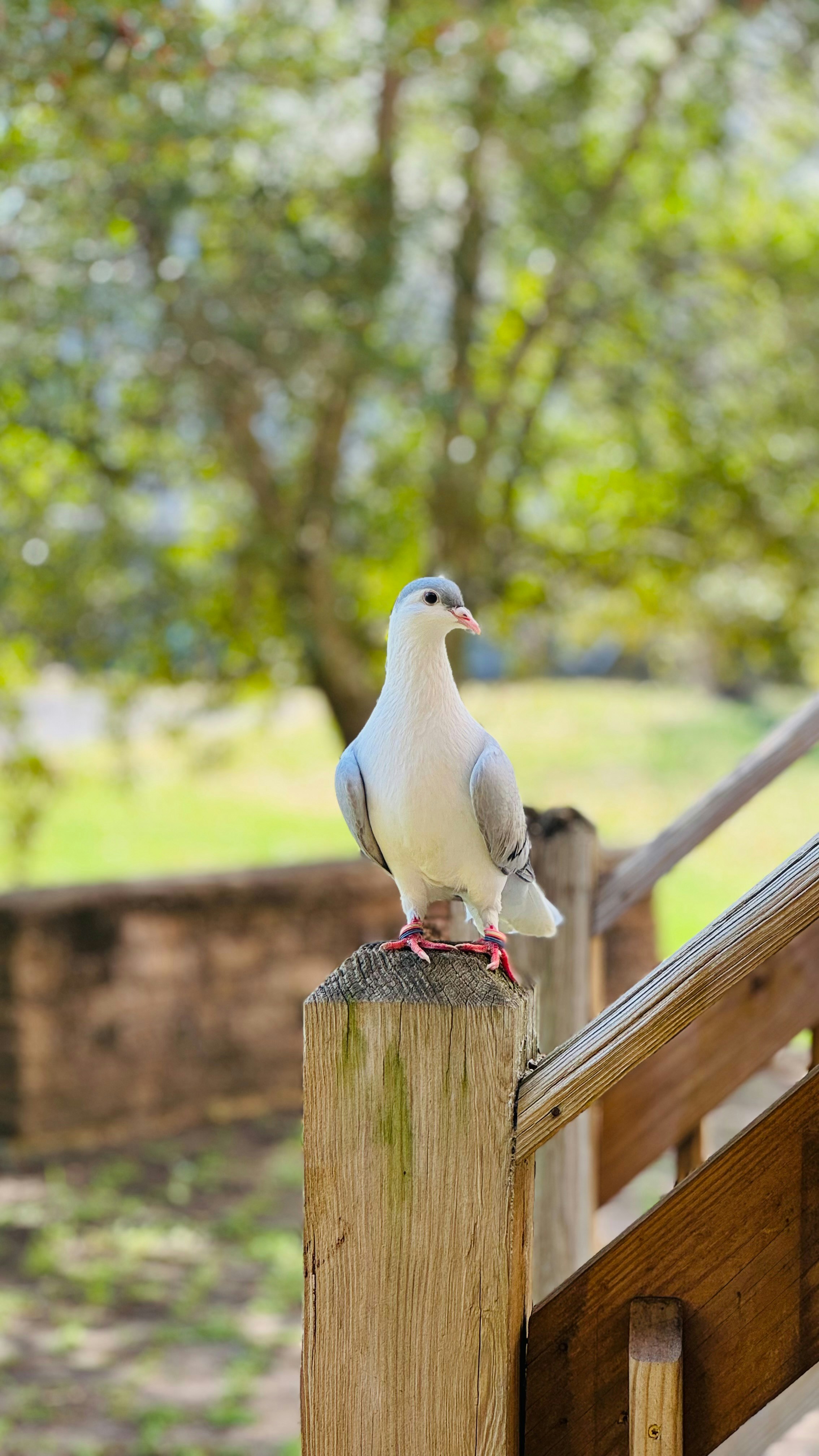 Perched on Weathered Wood: A Dappled Moment with a Pigeon