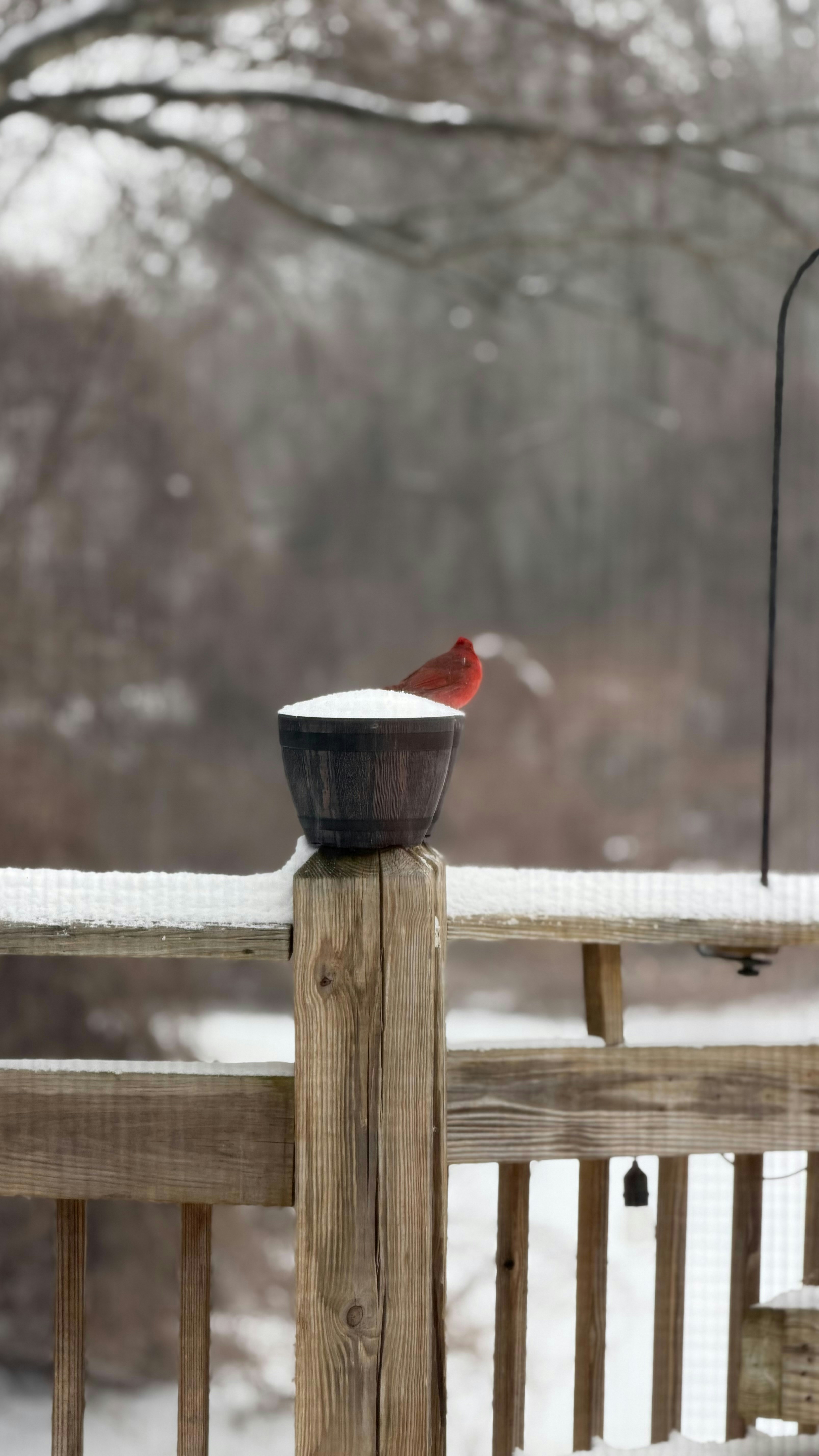 Red cardinal on snow-topped railing amid quiet winter woods
