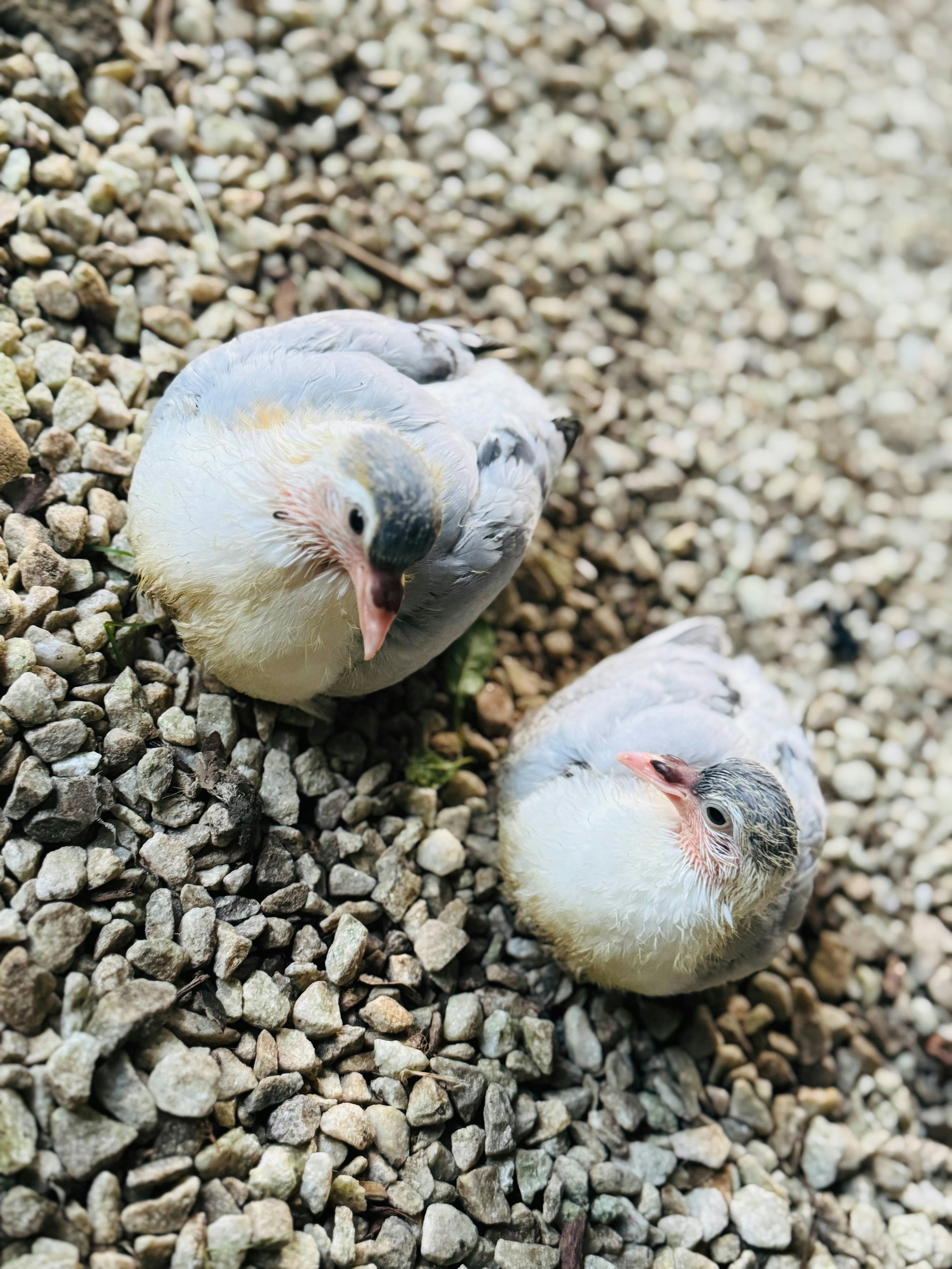 Curious Chickadees on Pebble Ground
