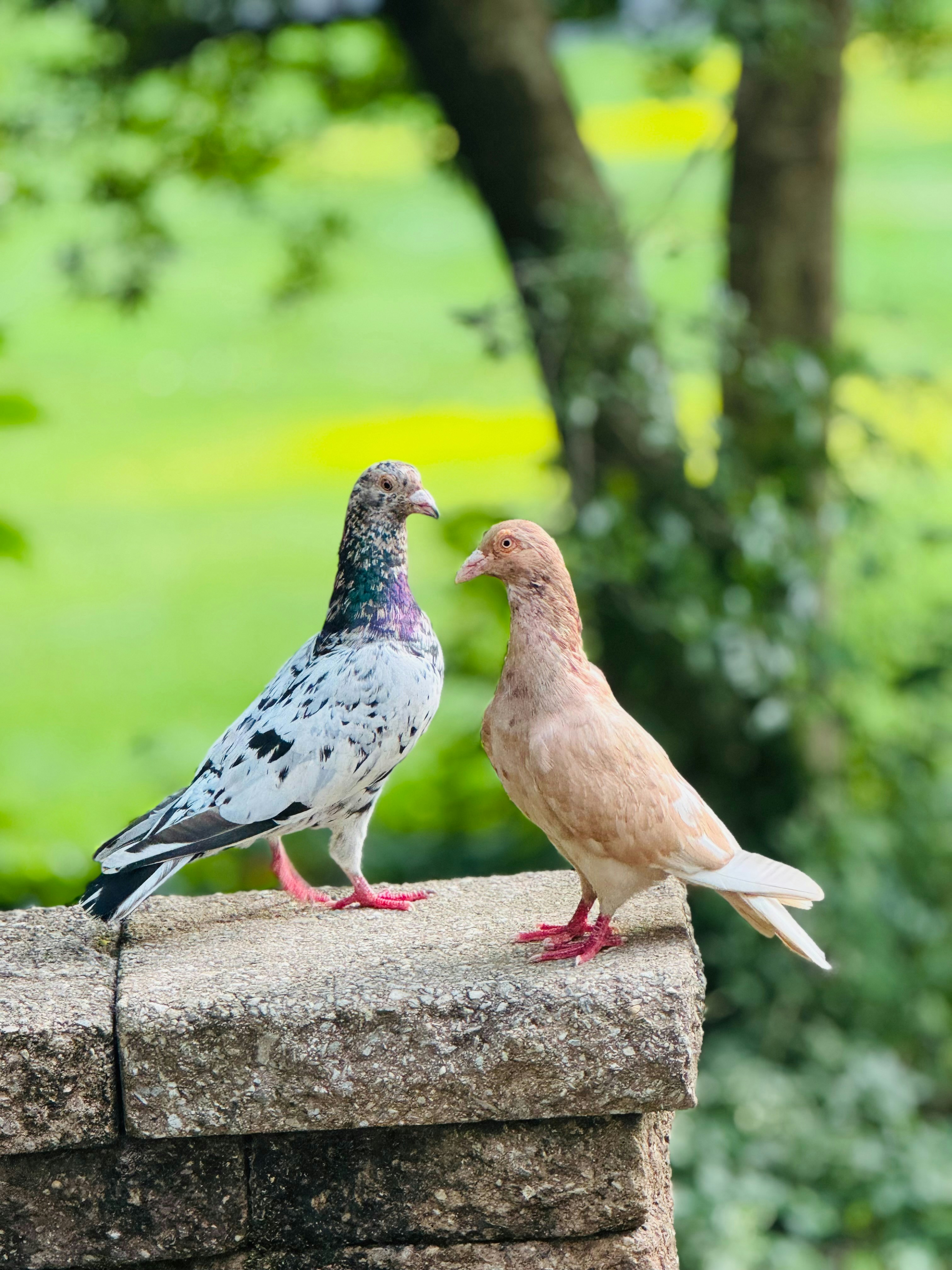 Two Doves on a Stone Curb: Quiet Conversation in the Park