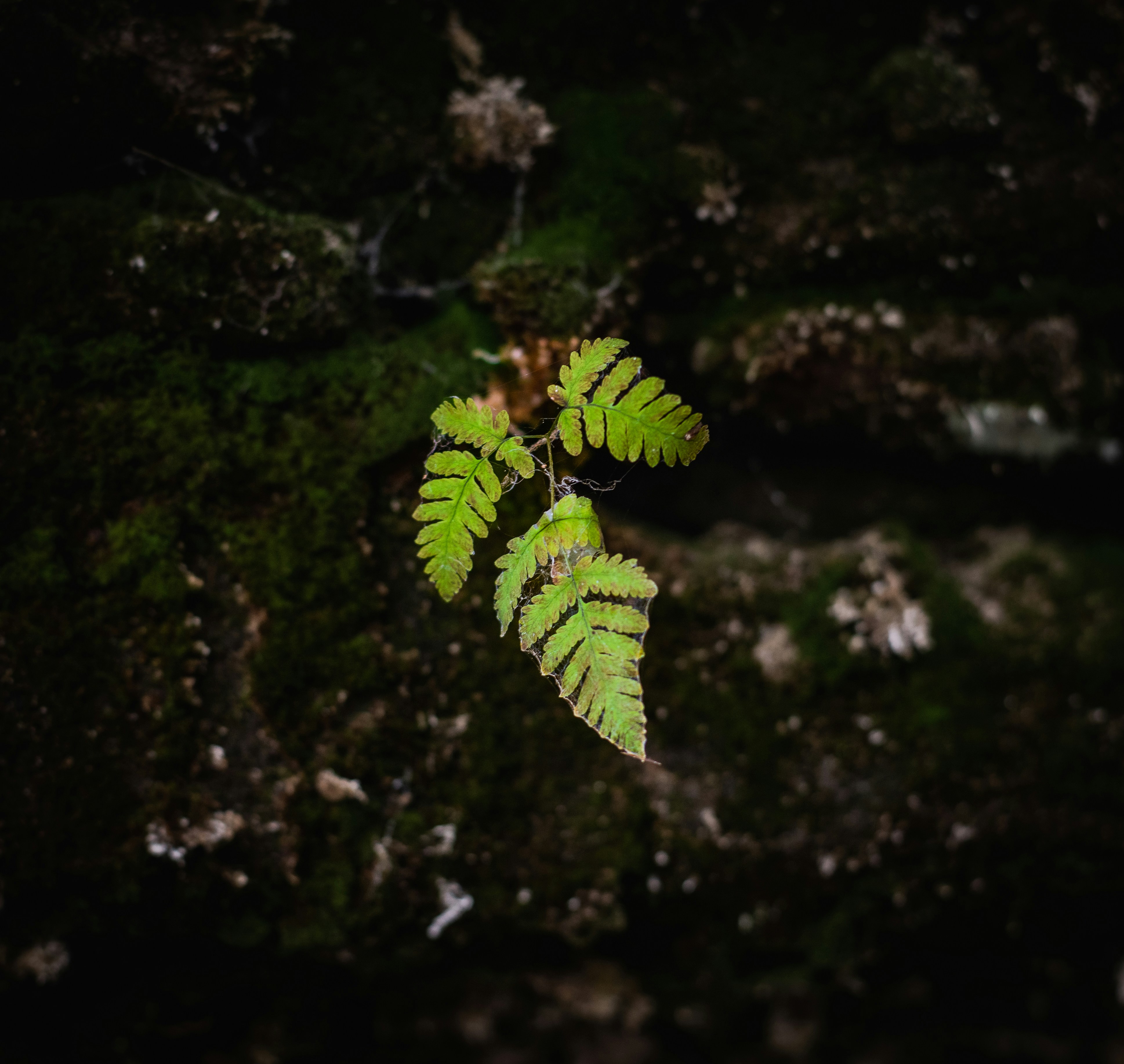 Emerald Fern Lantern: a single leaf glows against night-shadowed moss