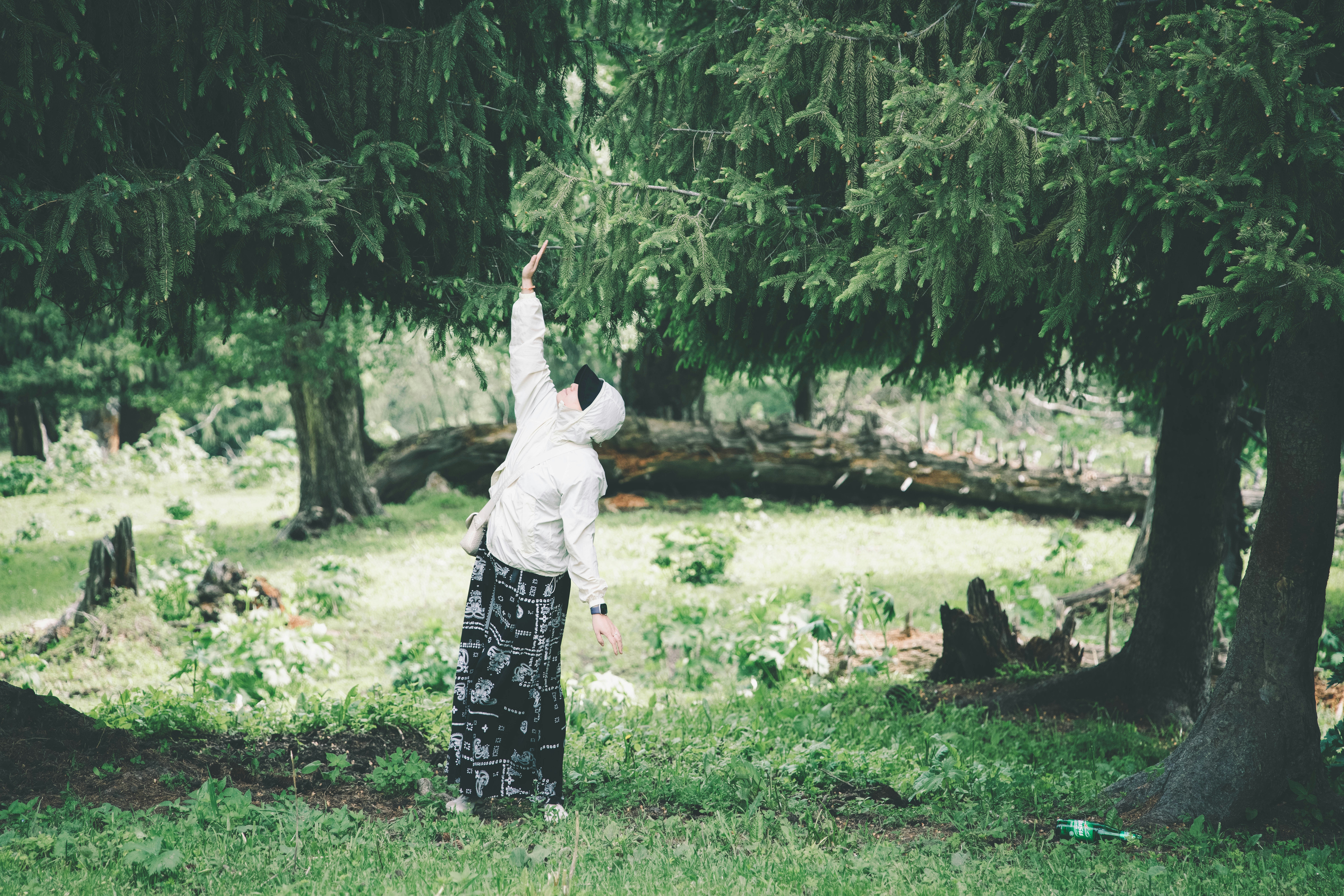 Shadowed Whisper: A Woman Reaches Toward the Cedar Canopy
