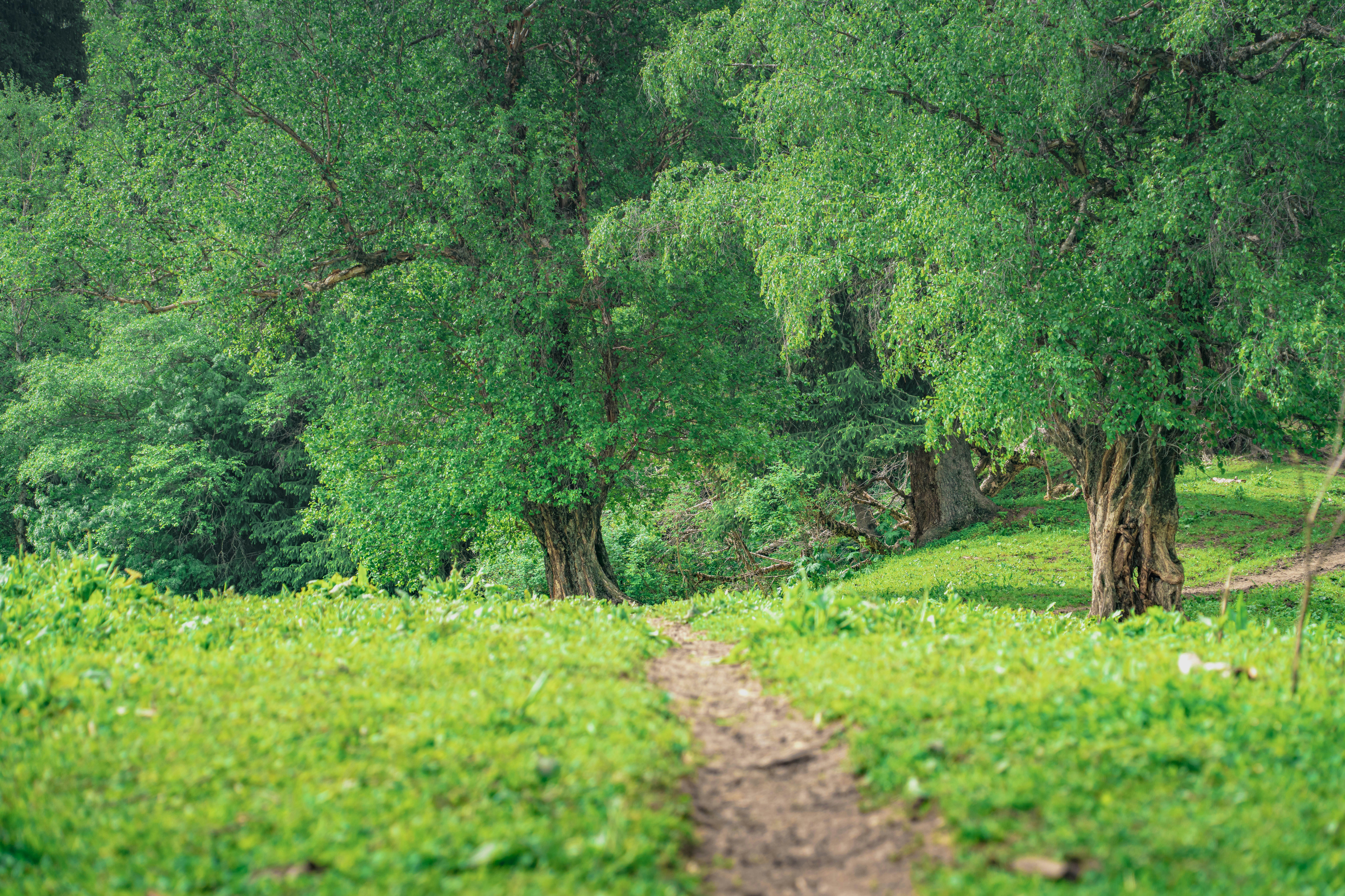 Path through the Green Cathedral