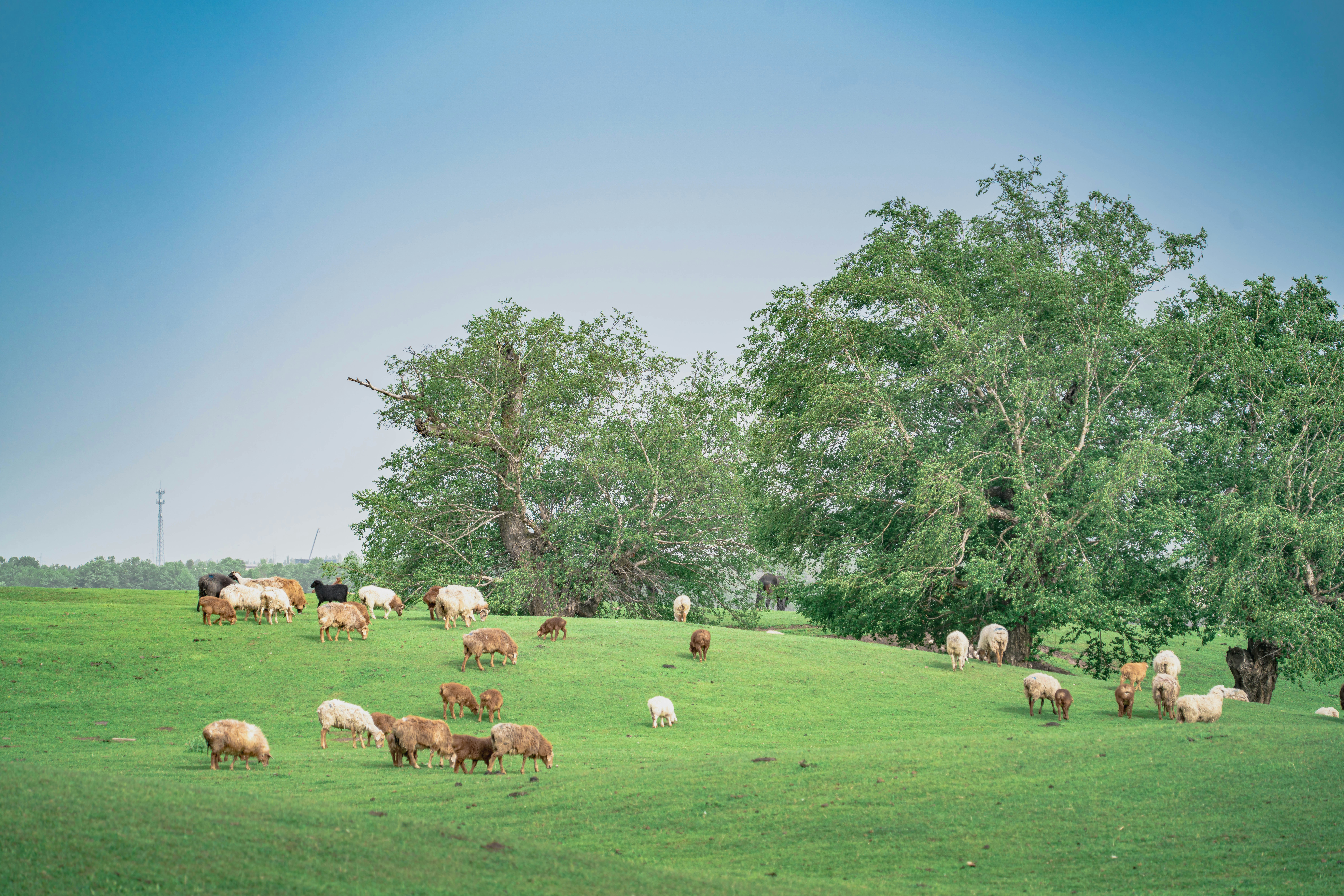 Pasture Chorus: A Gentle Herd under Blue Spring Sky