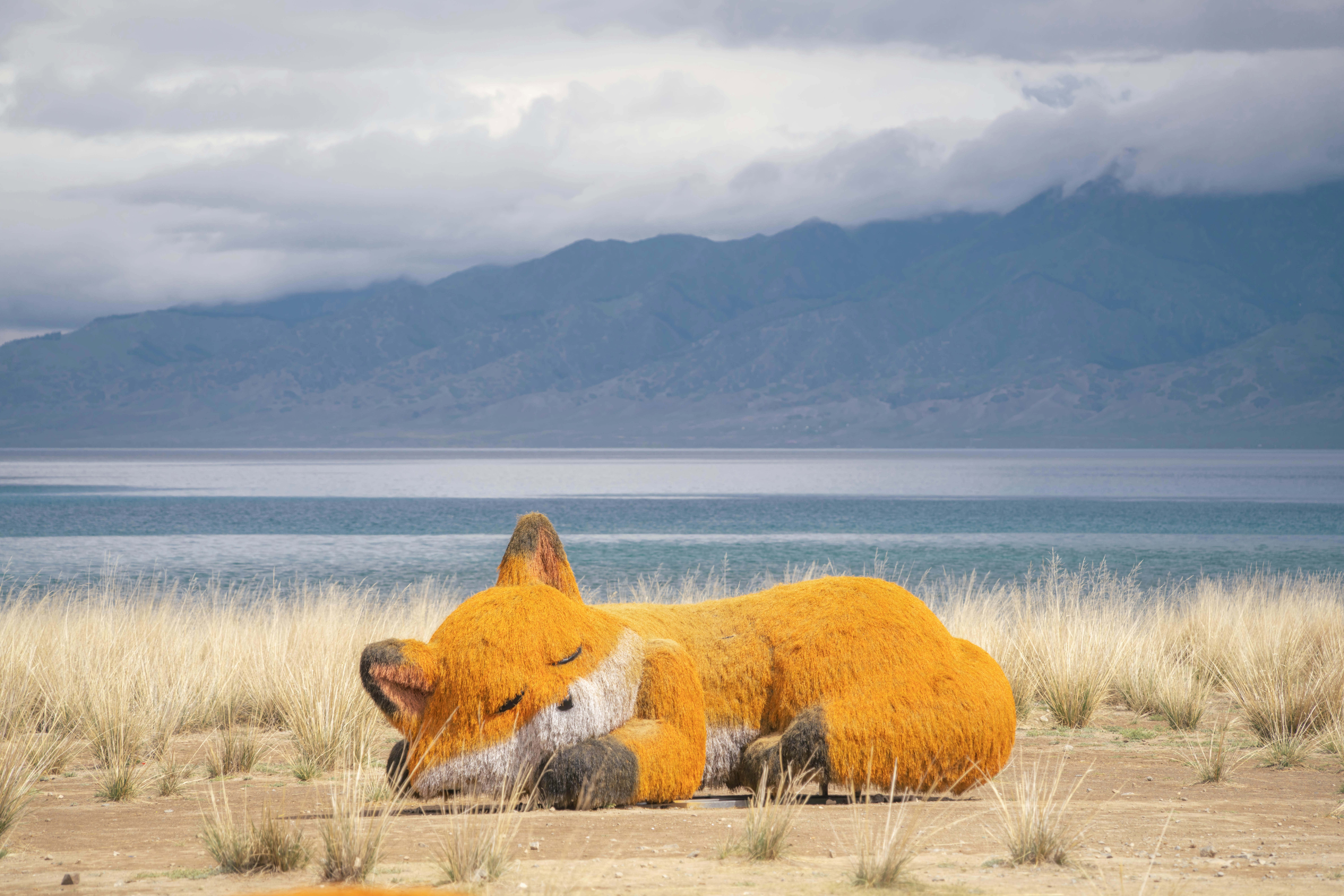 Sun-Soaked Sable: A Sleeping Fox in A Deserted Grassland