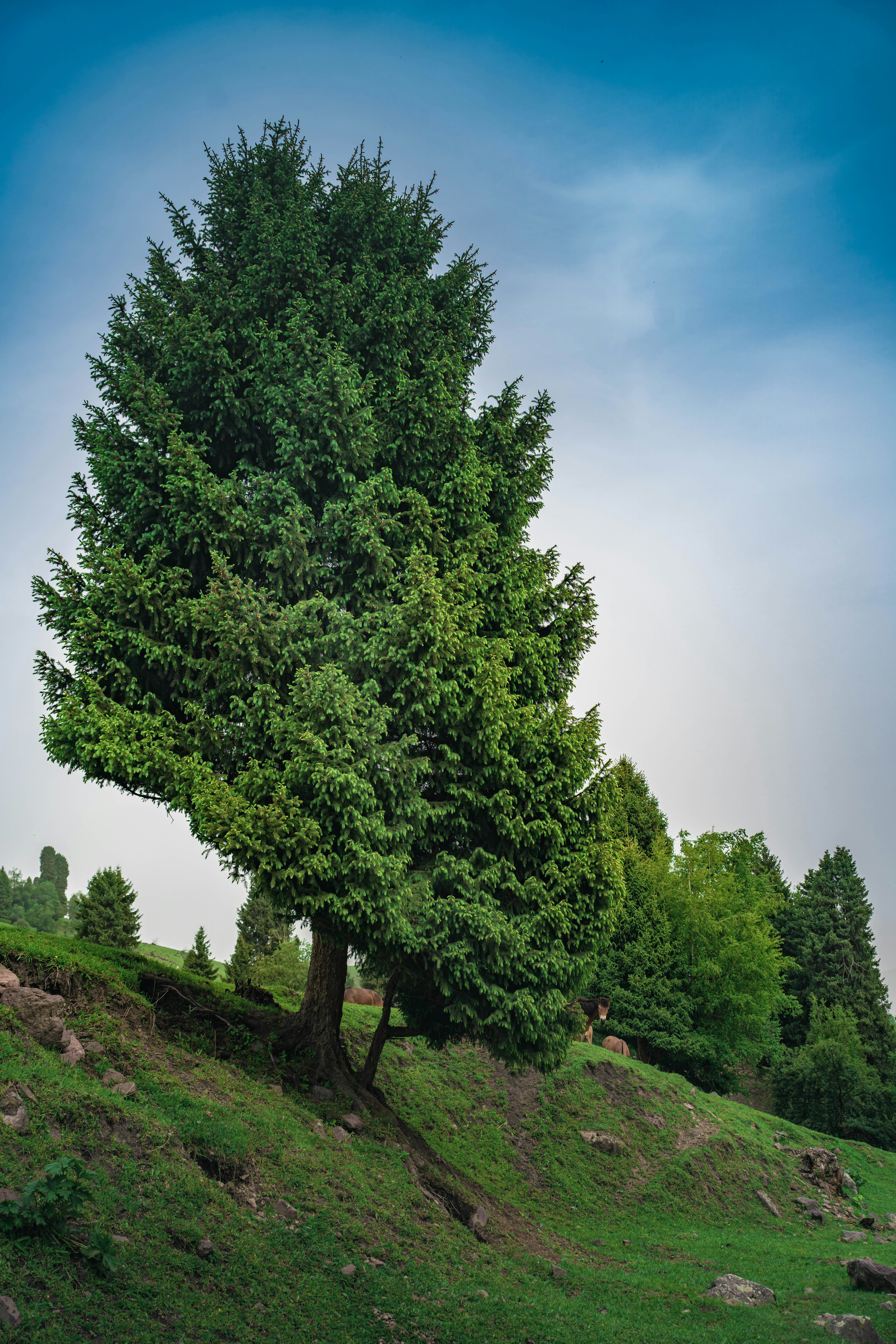 A solitary evergreen leaning hillside portrait