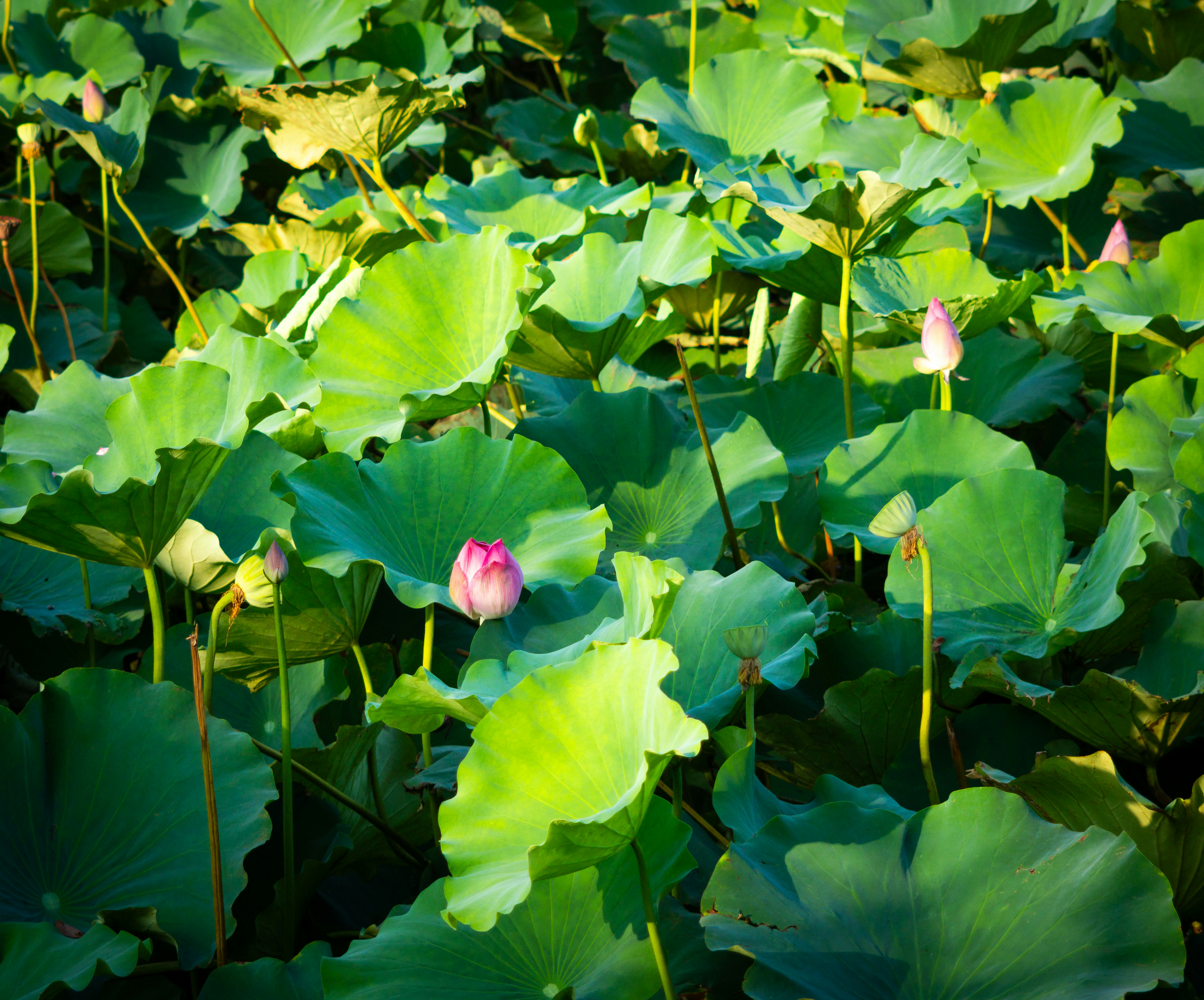 Lotus Spotlight: A Pink Bud Among Emerald Canopies