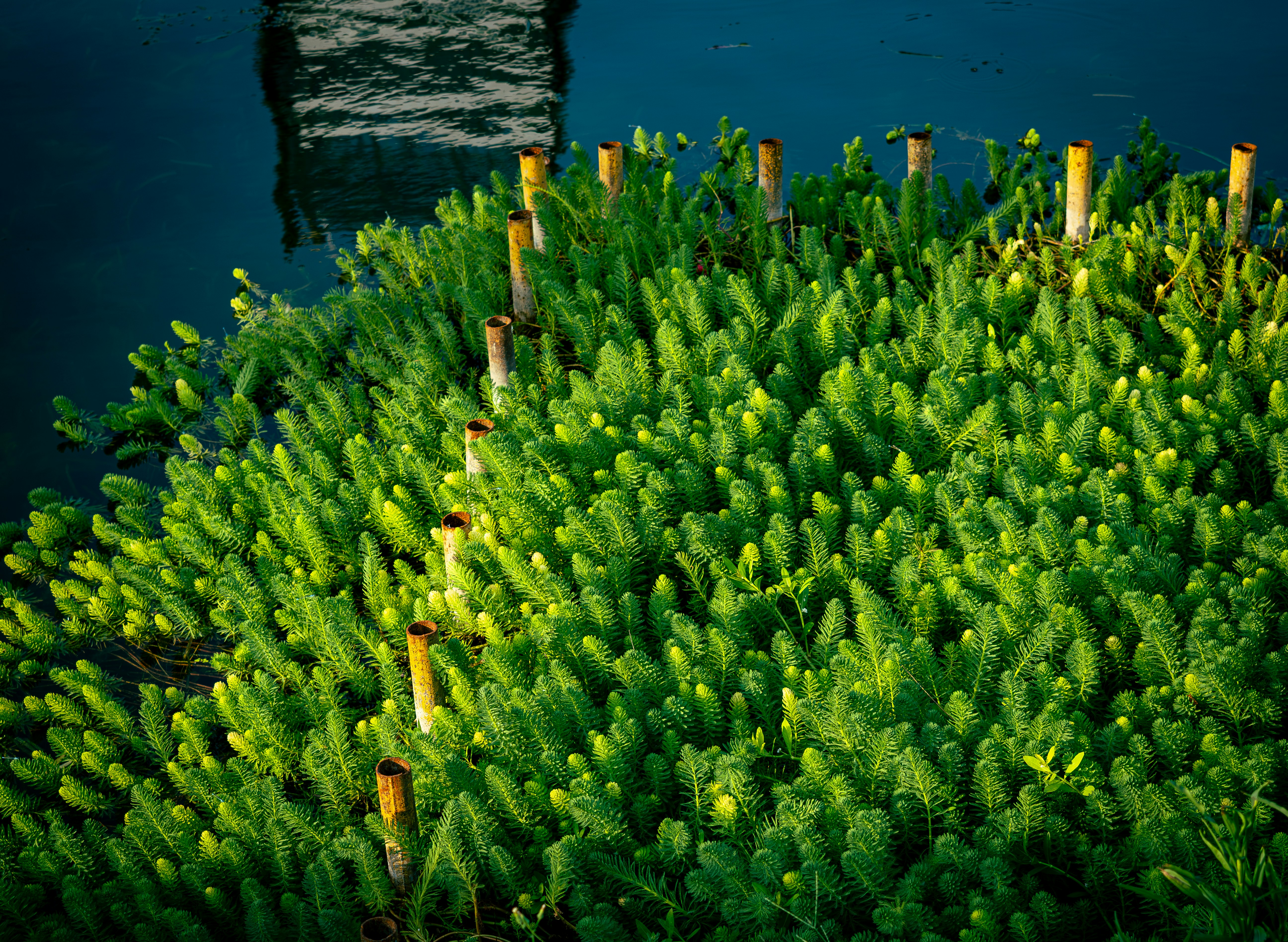 Lush green shrub-like fronds fill the frame beside a calm body of water; wooden poles emerge among the foliage, creating an organized, vertical rhythm. A calm, nature-centric scene with hints of man-made structure.