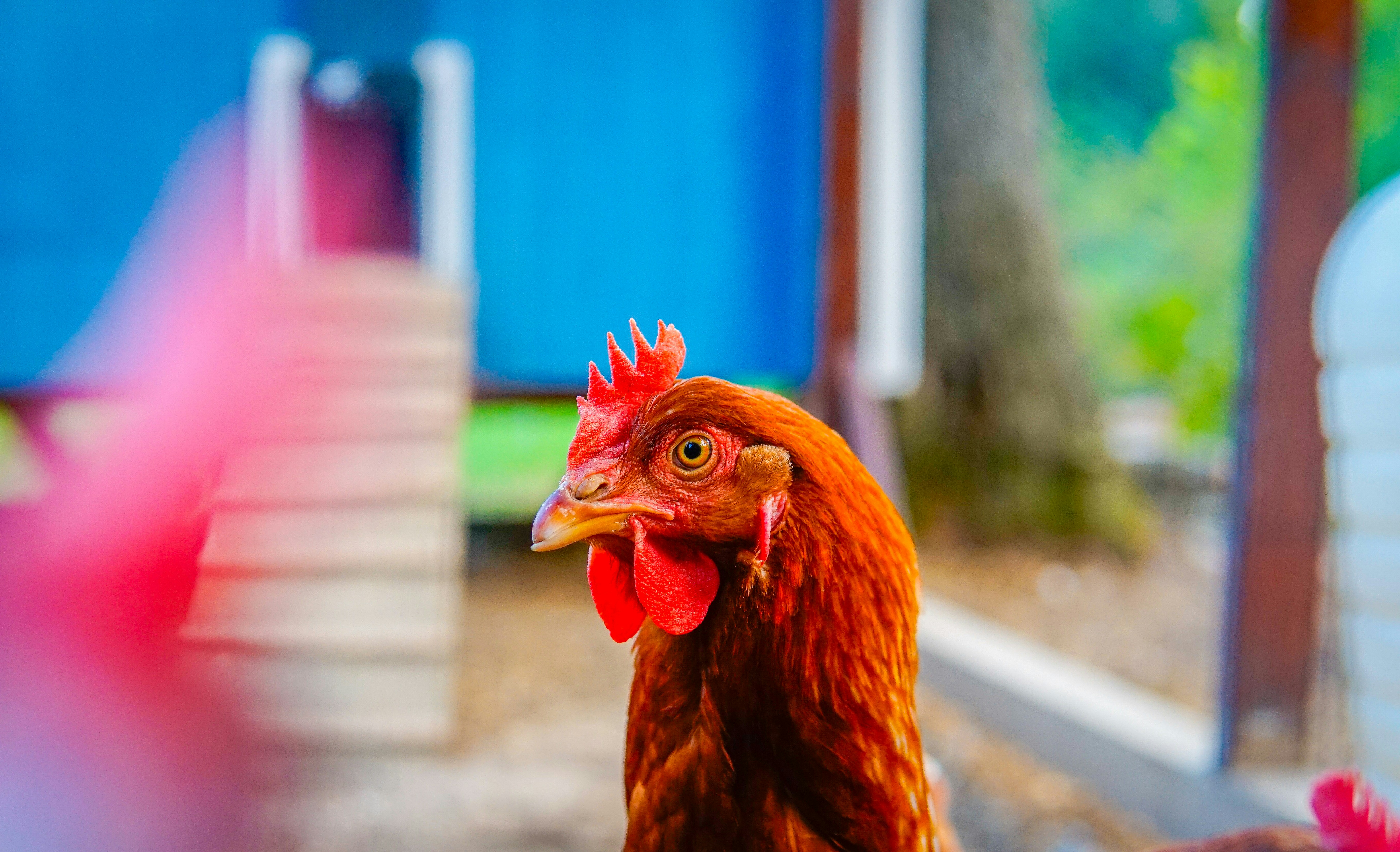 Crowned with Crimson: A Hen’s Alert Gaze in a Backyard Palette