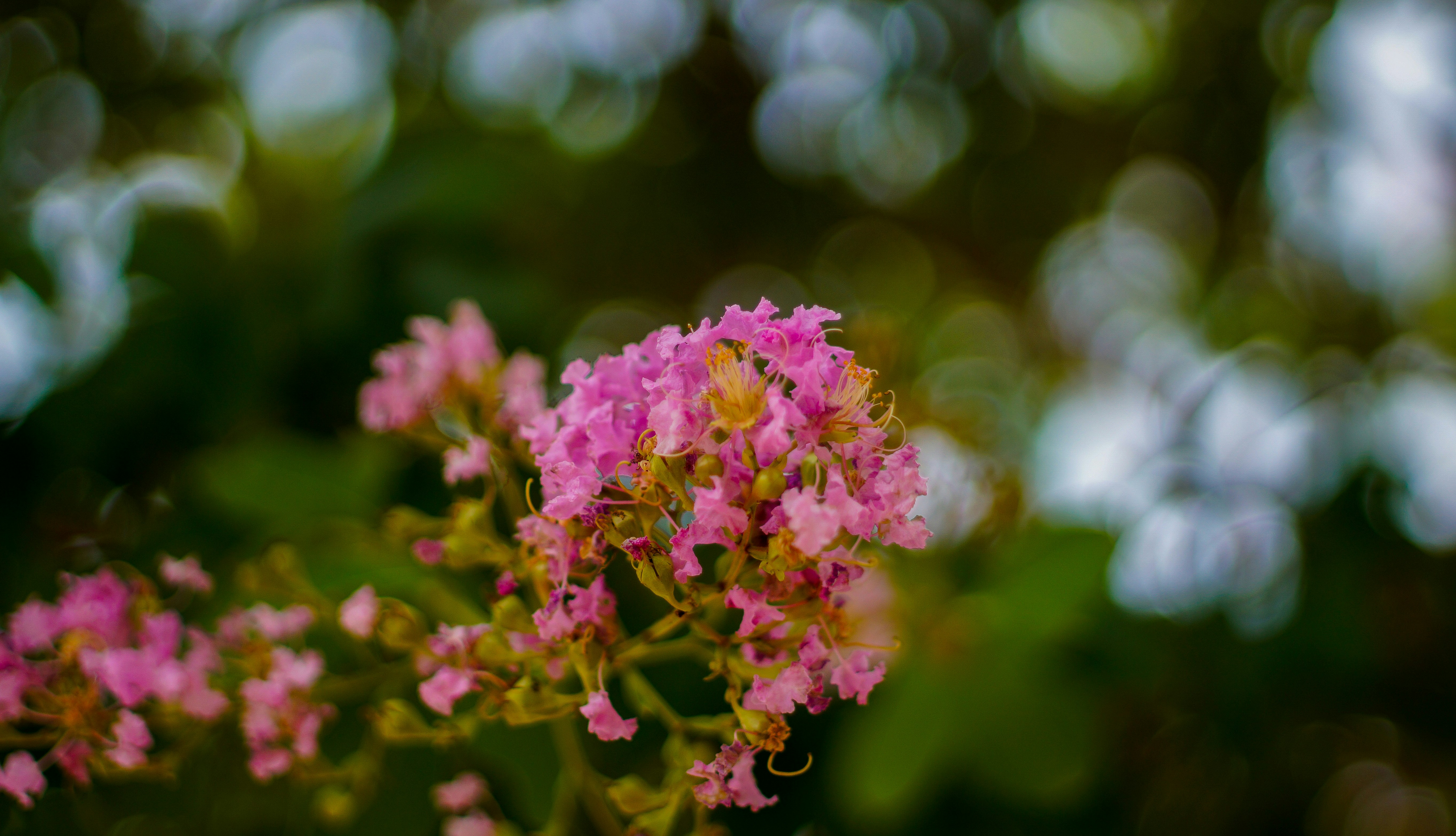 Petals in Focus: a cluster of pink lantana against a bokeh-green backdrop