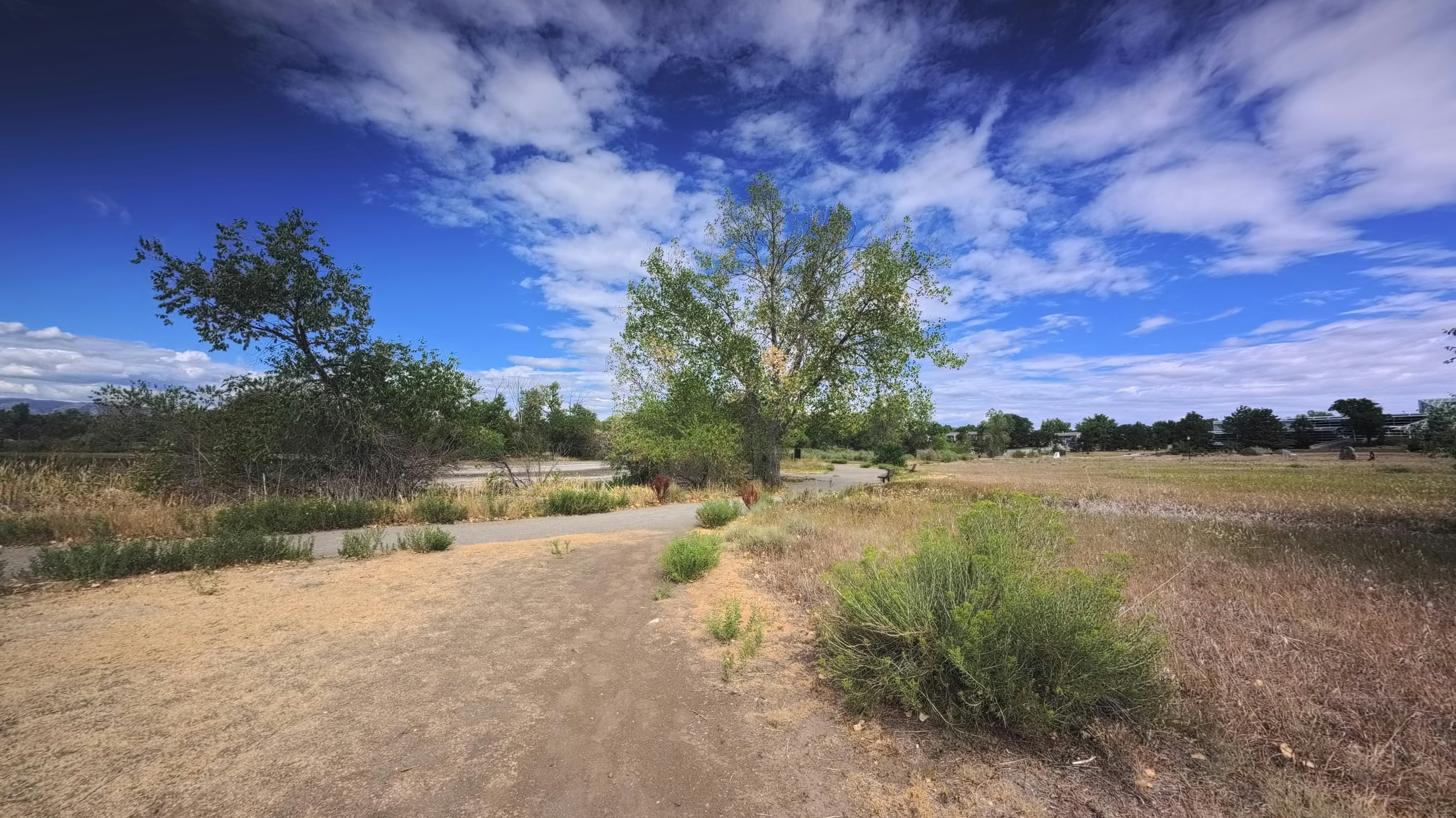 Dusty trail winds toward a lone central tree under a vivid blue sky, with shrubs framing the scene in a dry landscape.
