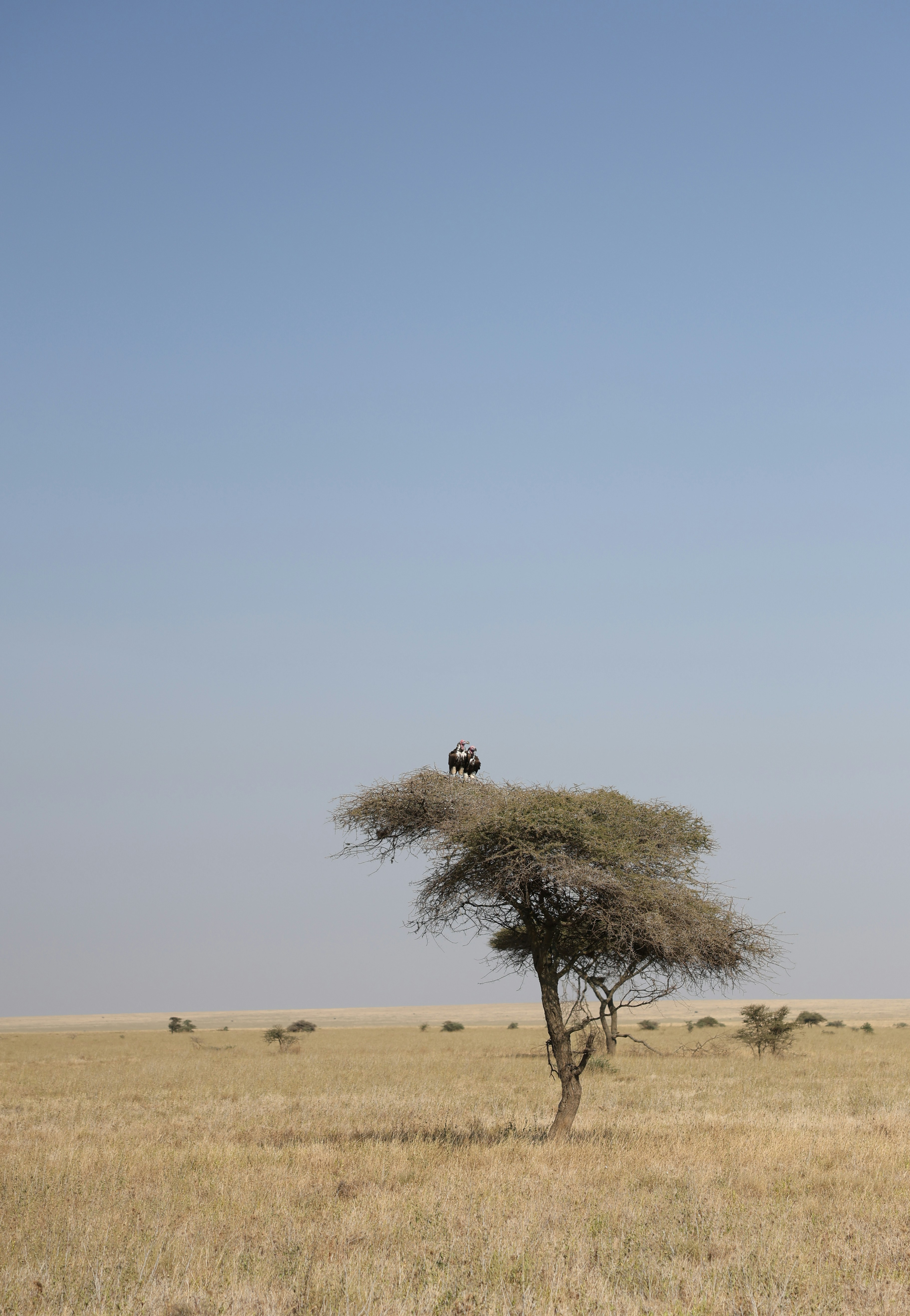 Tree Top Sentinel: Lone Herdsman Standing Guard