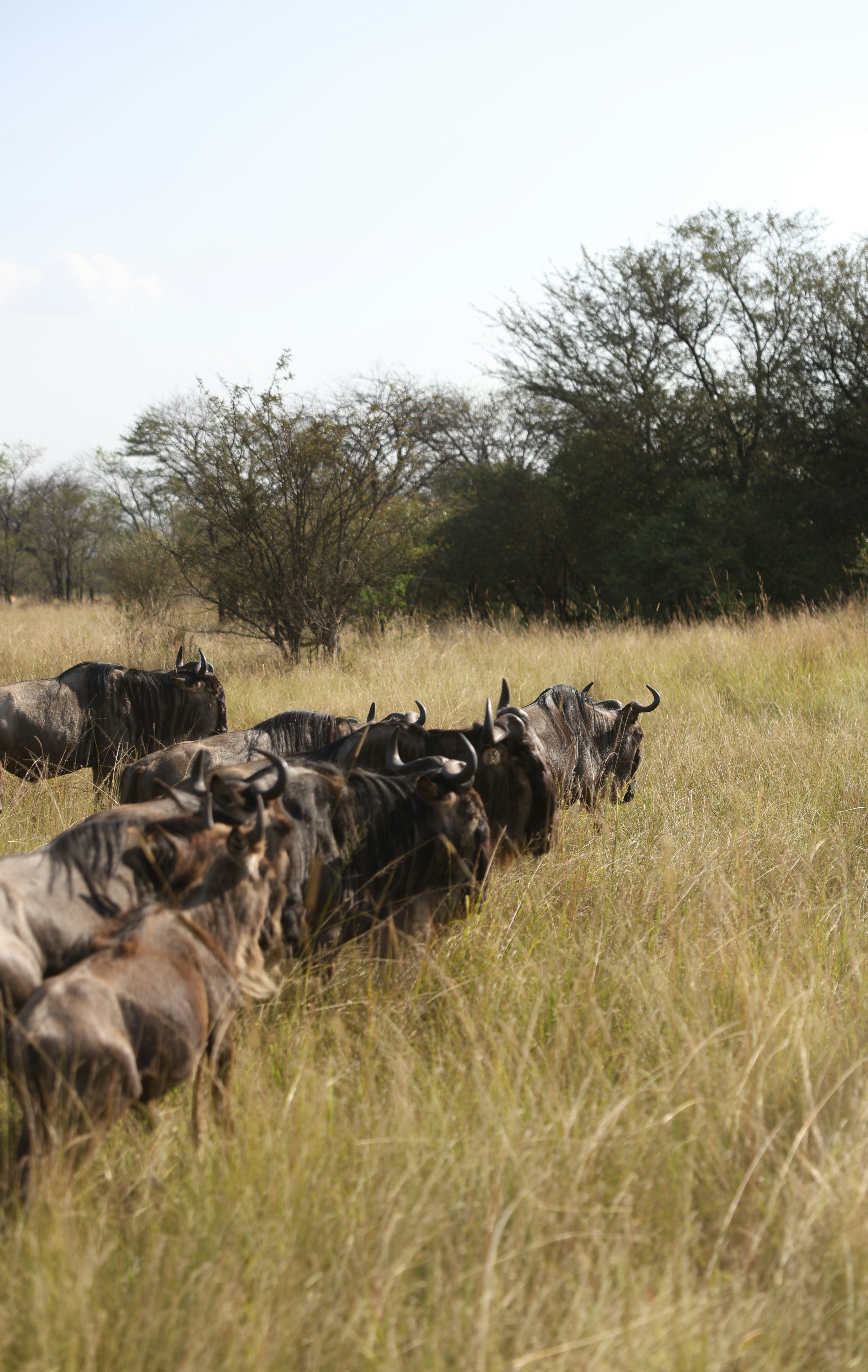Line of Wildebeest in sunlit savanna march across tall grass