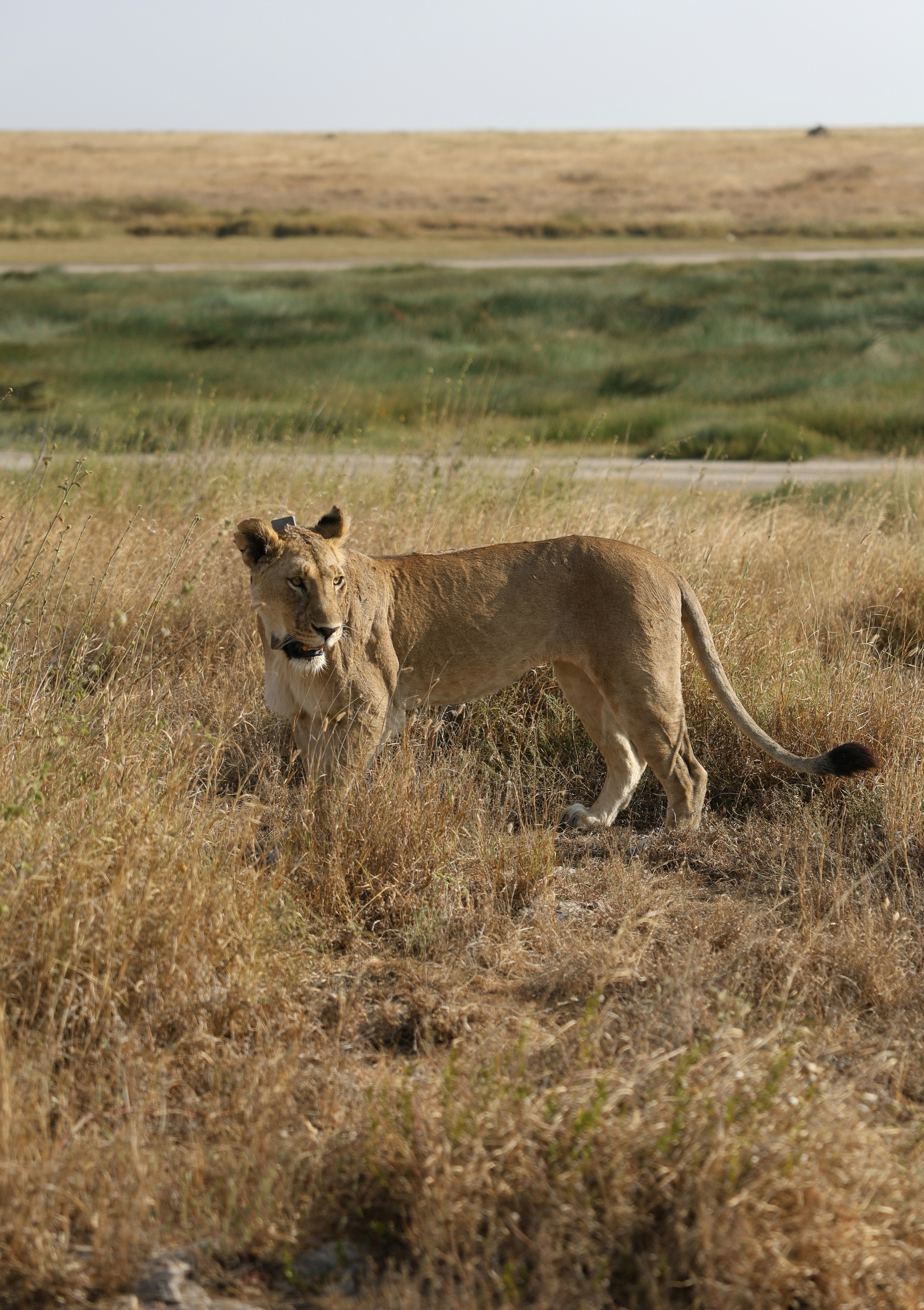 Prairie Sentinel: A Lioness Among Golden Grasses