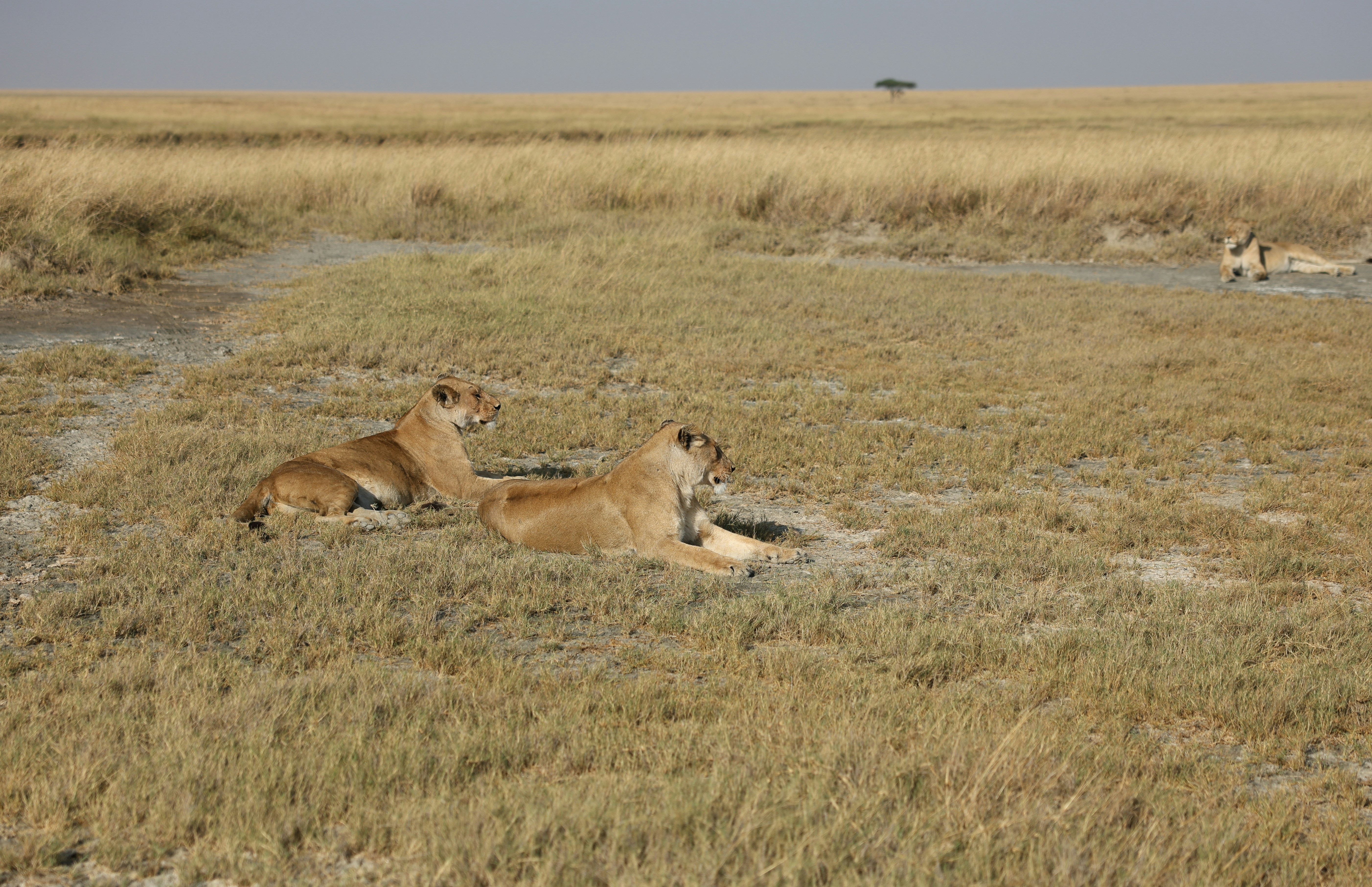 Three lions resting in a dry, golden savanna landscape.