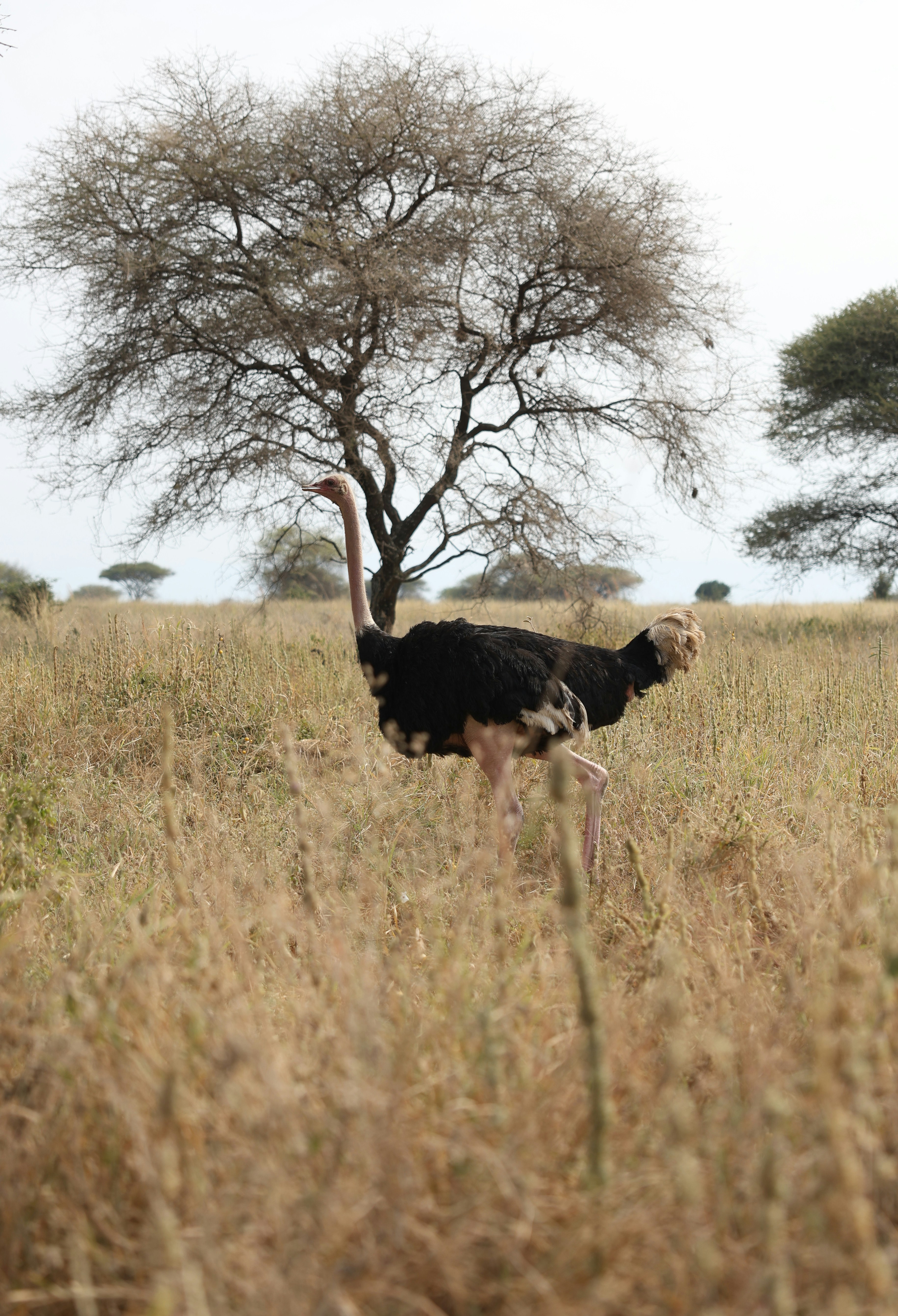 Lonely Ostrich in the Savannah Whispering Grass